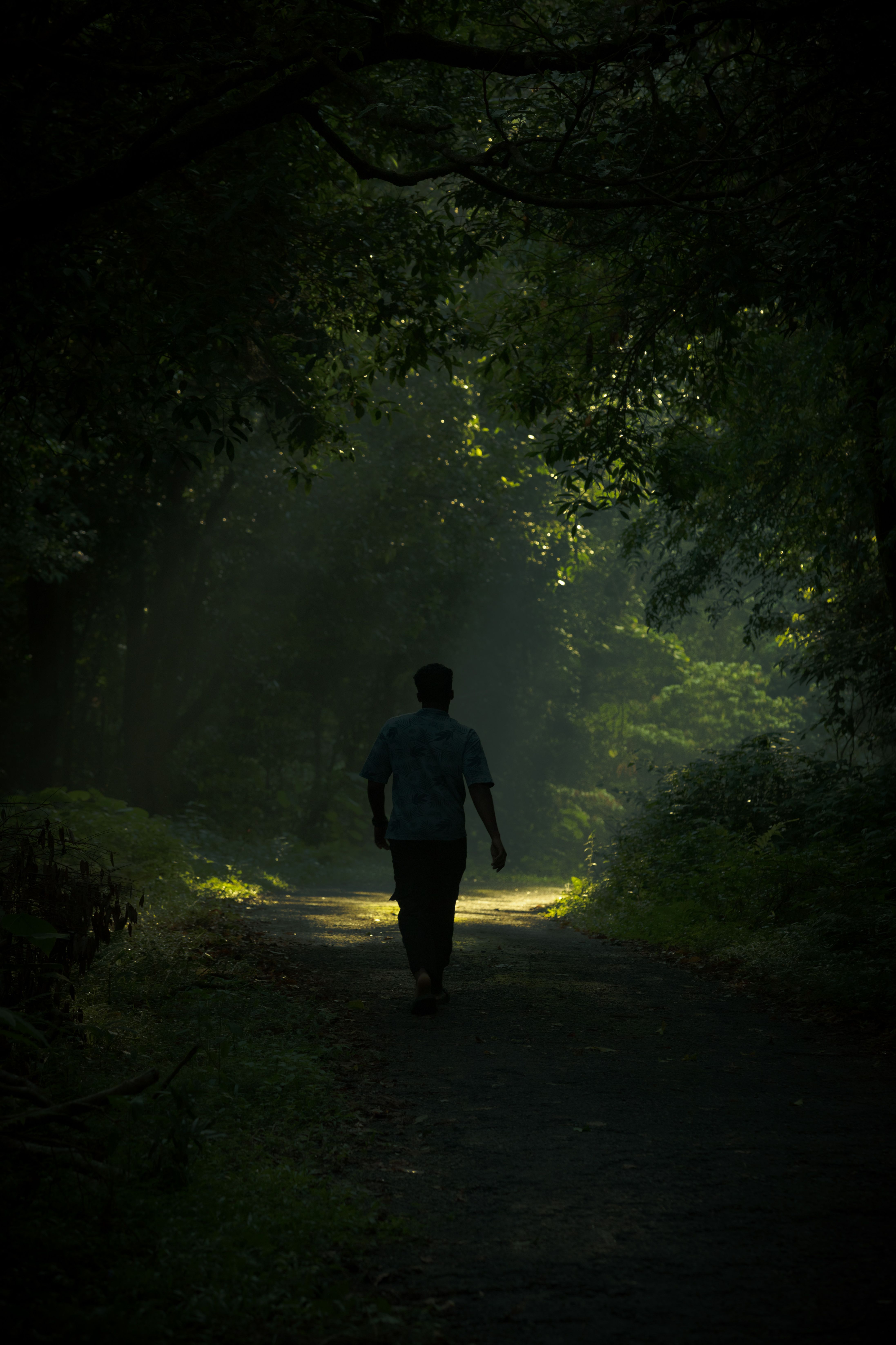 Man walking alone on forest path at dawn · Free Stock Photo