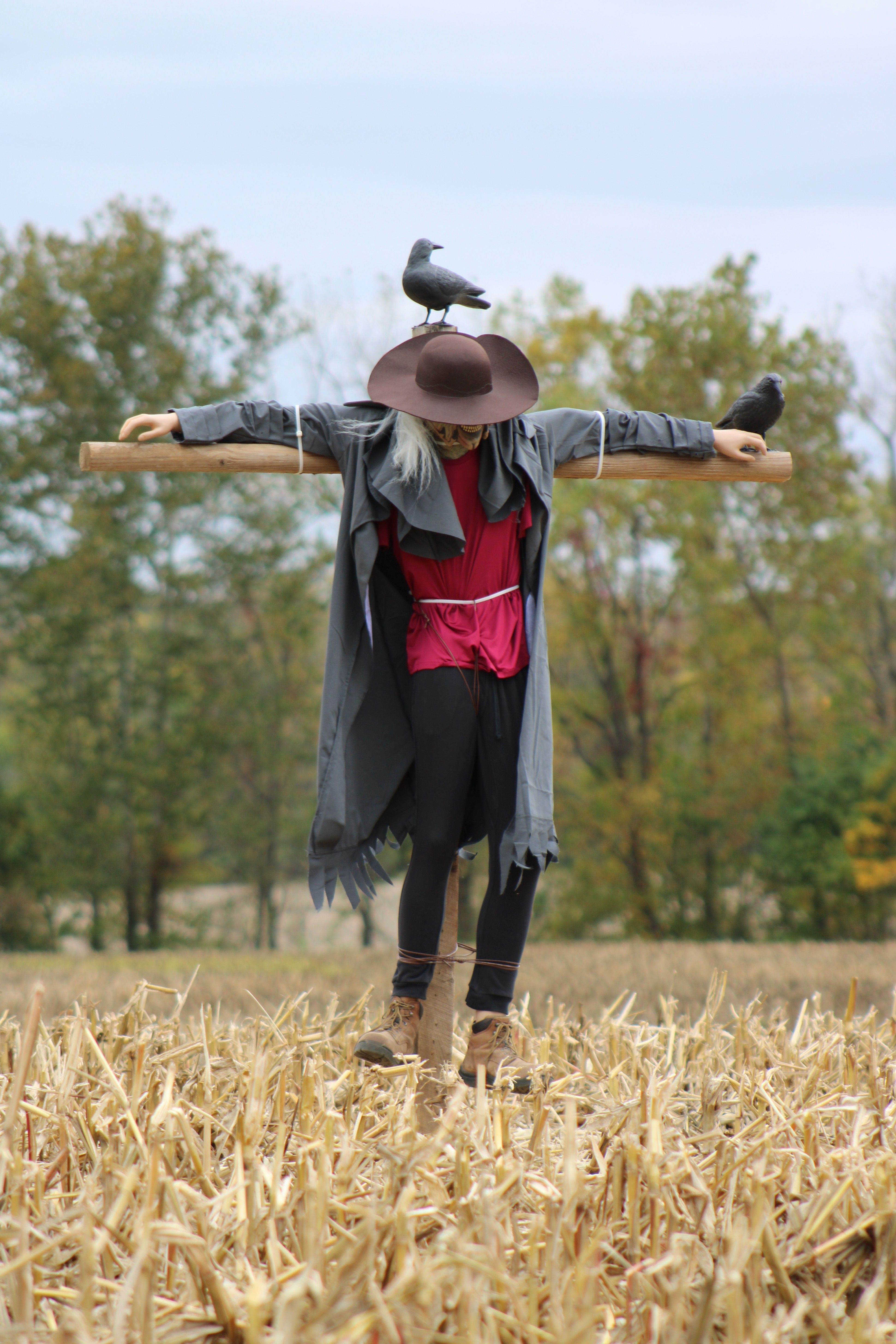 Traditional Scarecrow in Ohio Cornfield · Free Stock Photo
