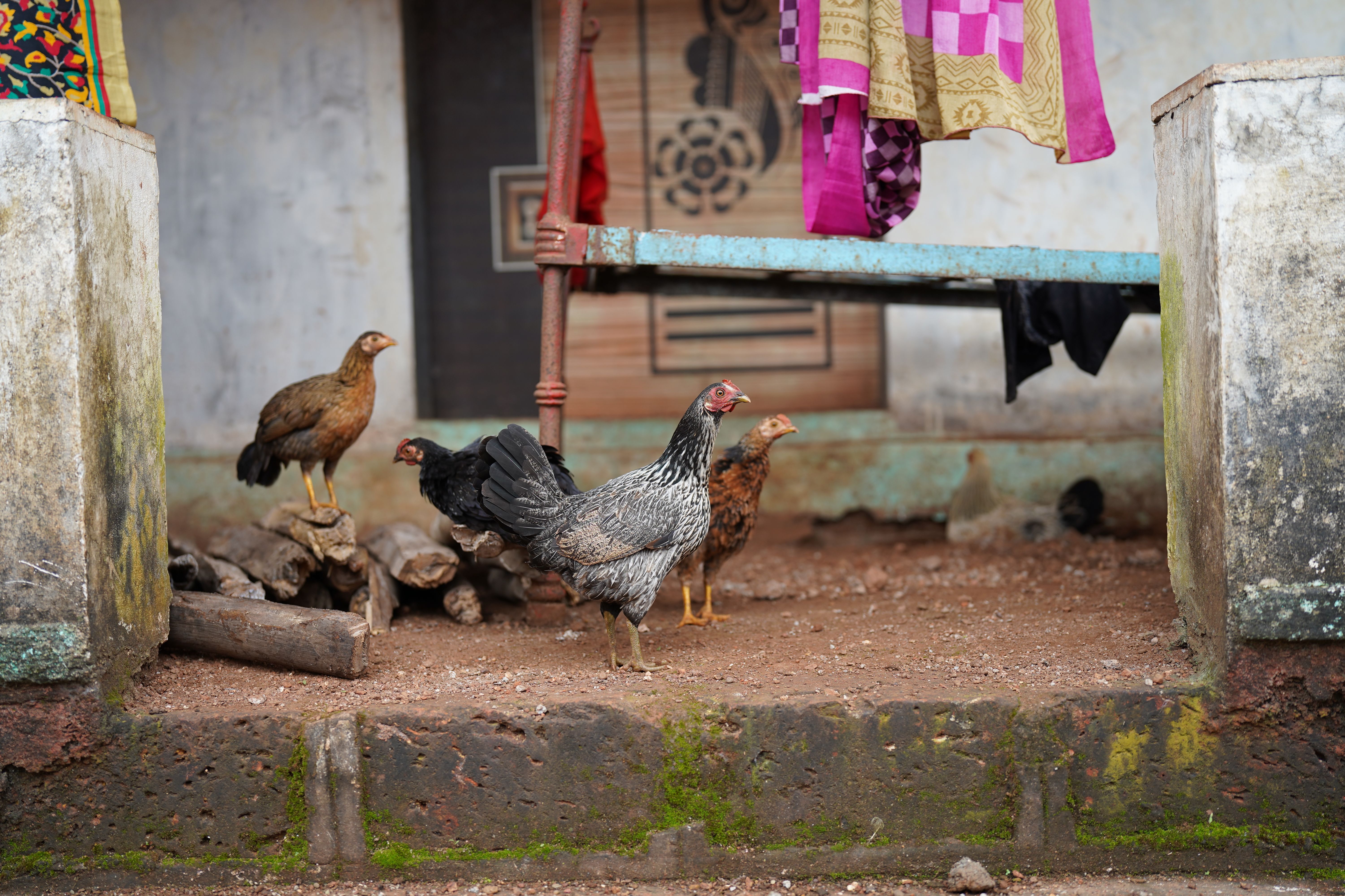 Rural Scene with Chickens and Colorful Clothes · Free Stock Photo