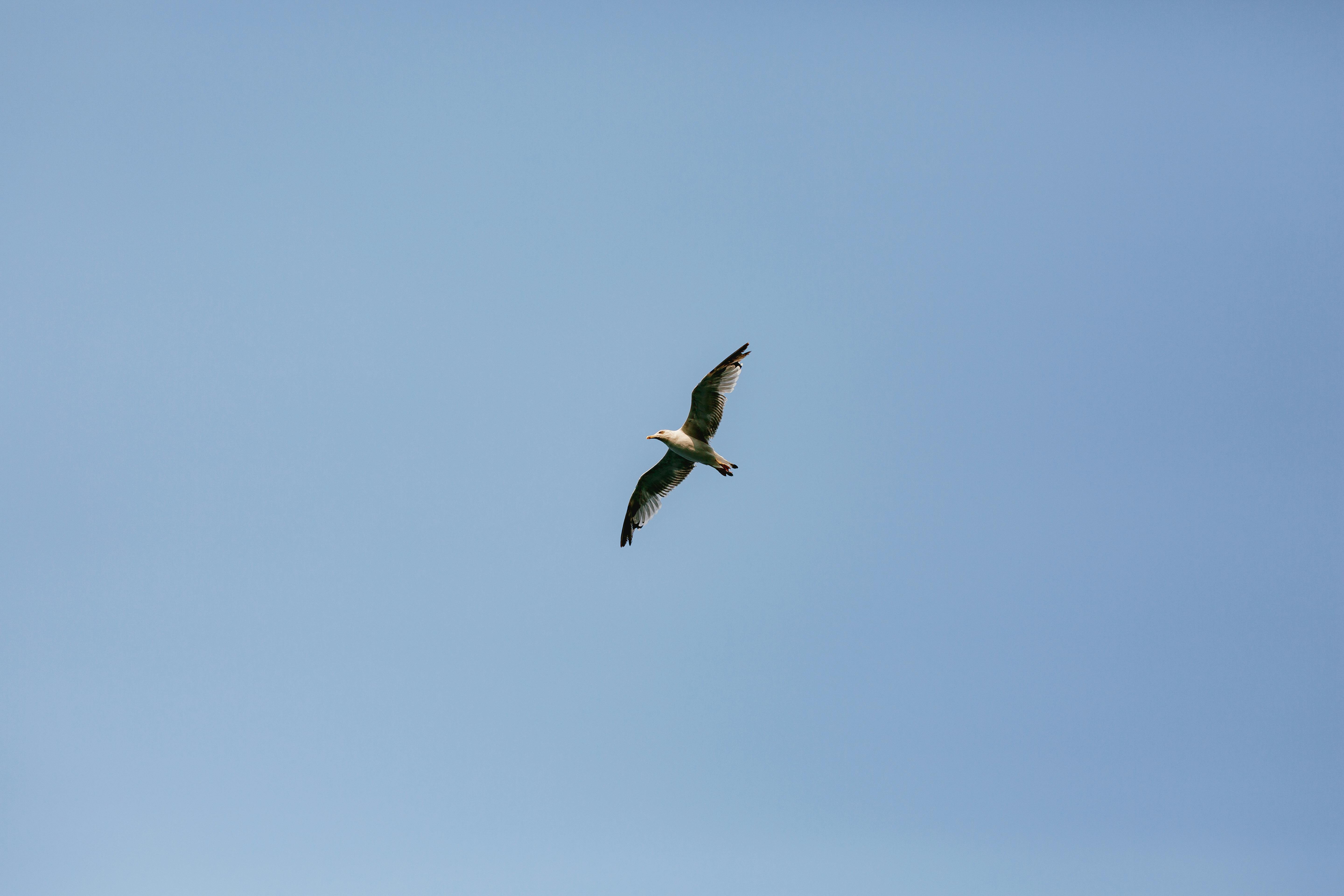 Free Pinterest Photos, Download The BEST Free Free Pinterest Stock ...