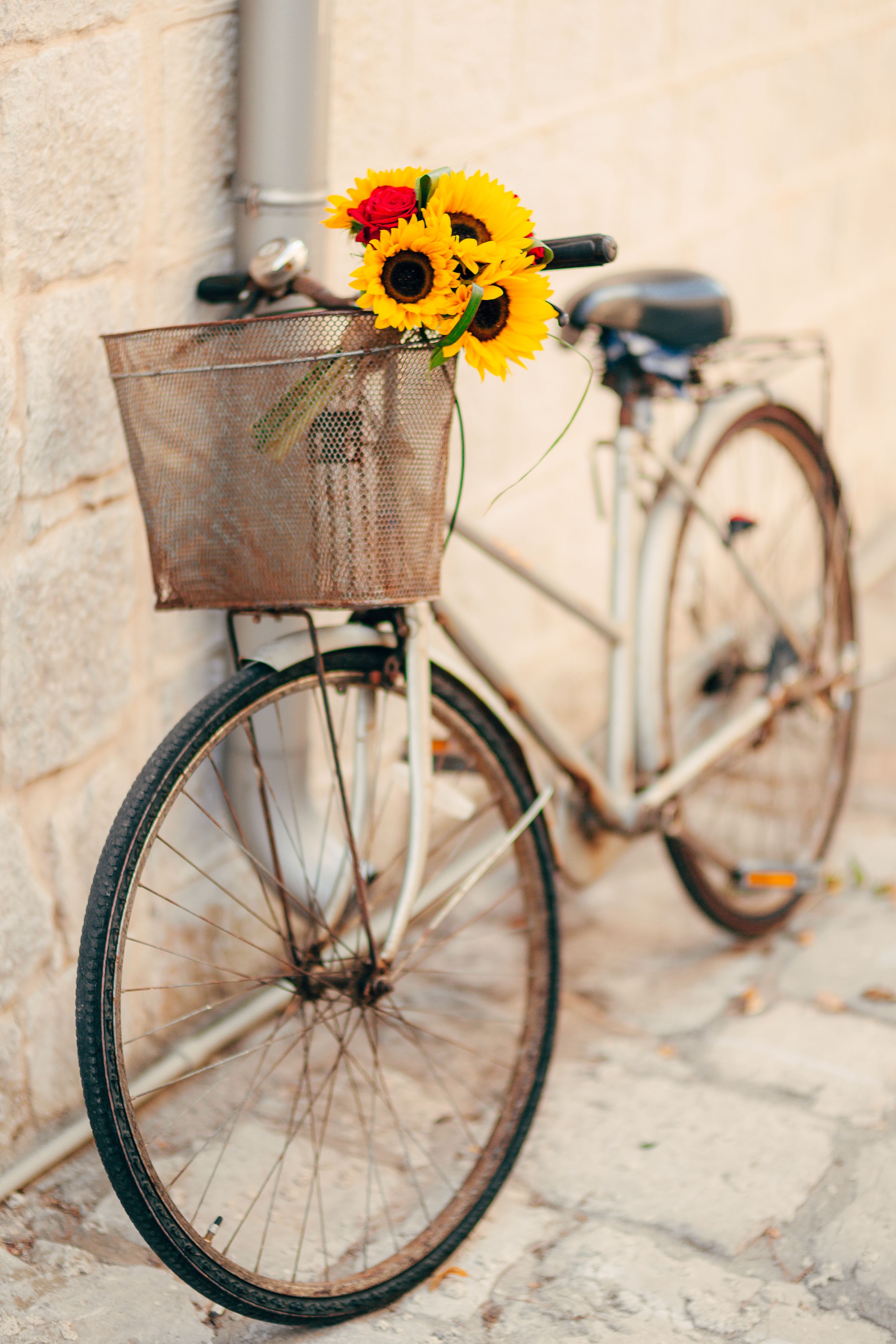Vintage Bicycle Photos, Download The BEST Free Vintage Bicycle Stock ...