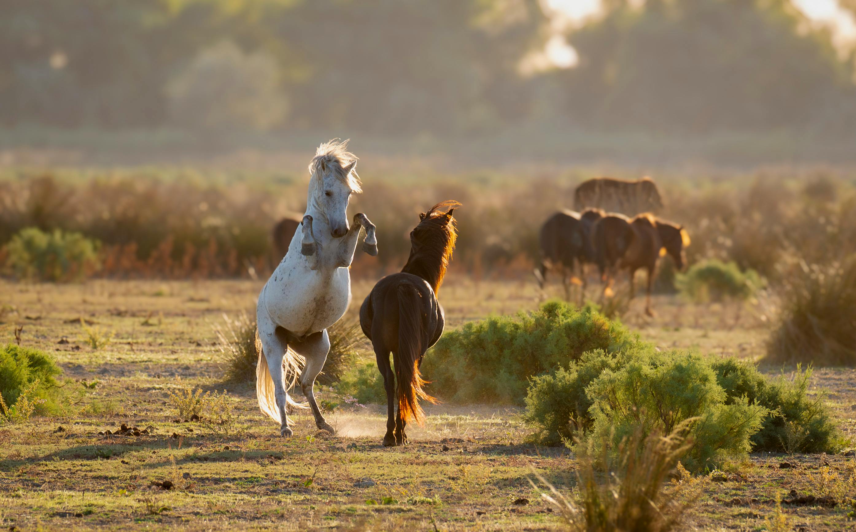 Wilde Pferde Kämpfen In Der Naturlandschaft · Kostenloses Stock-Foto
