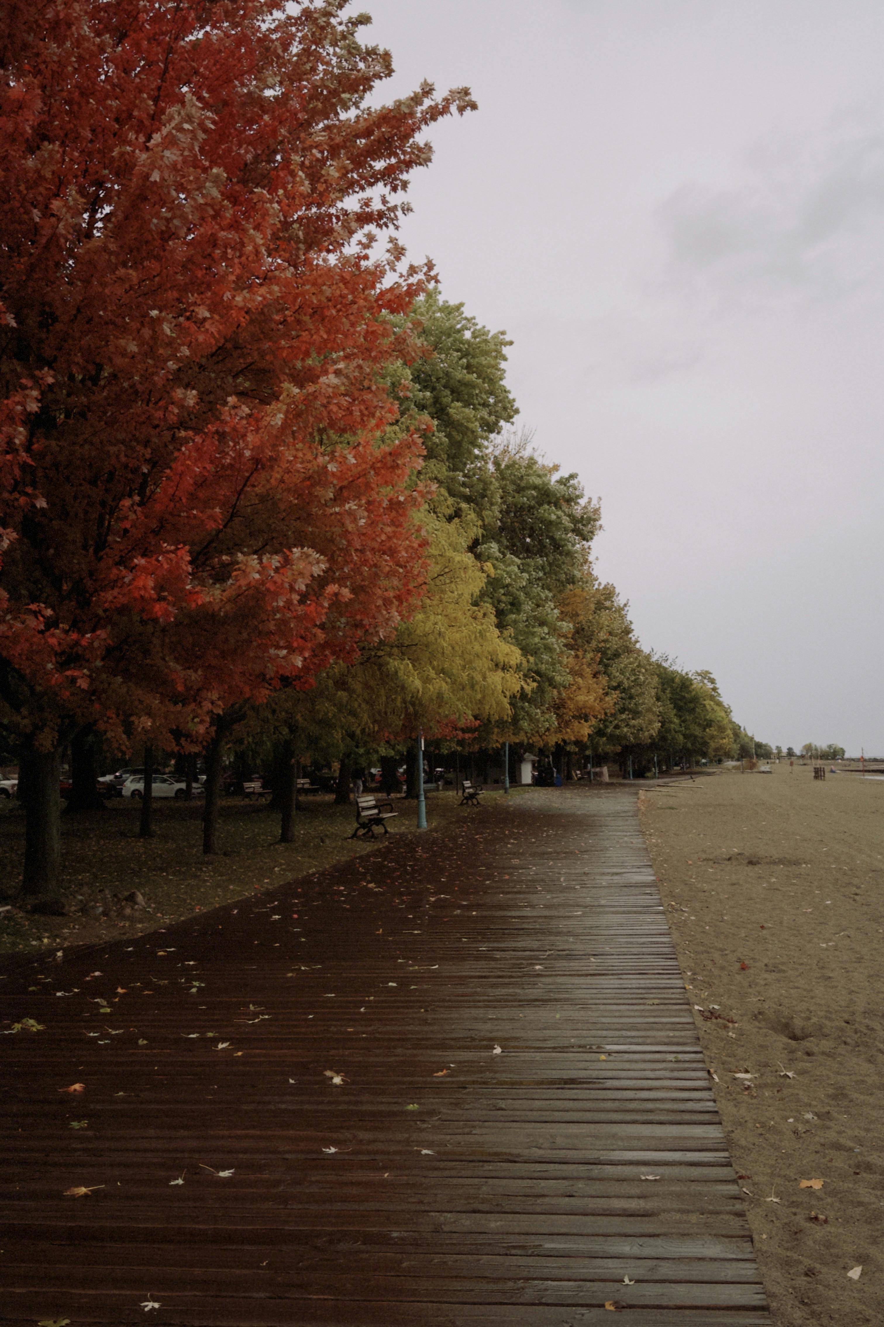 Scenic Autumn Pathway in Toronto, Canada · Free Stock Photo