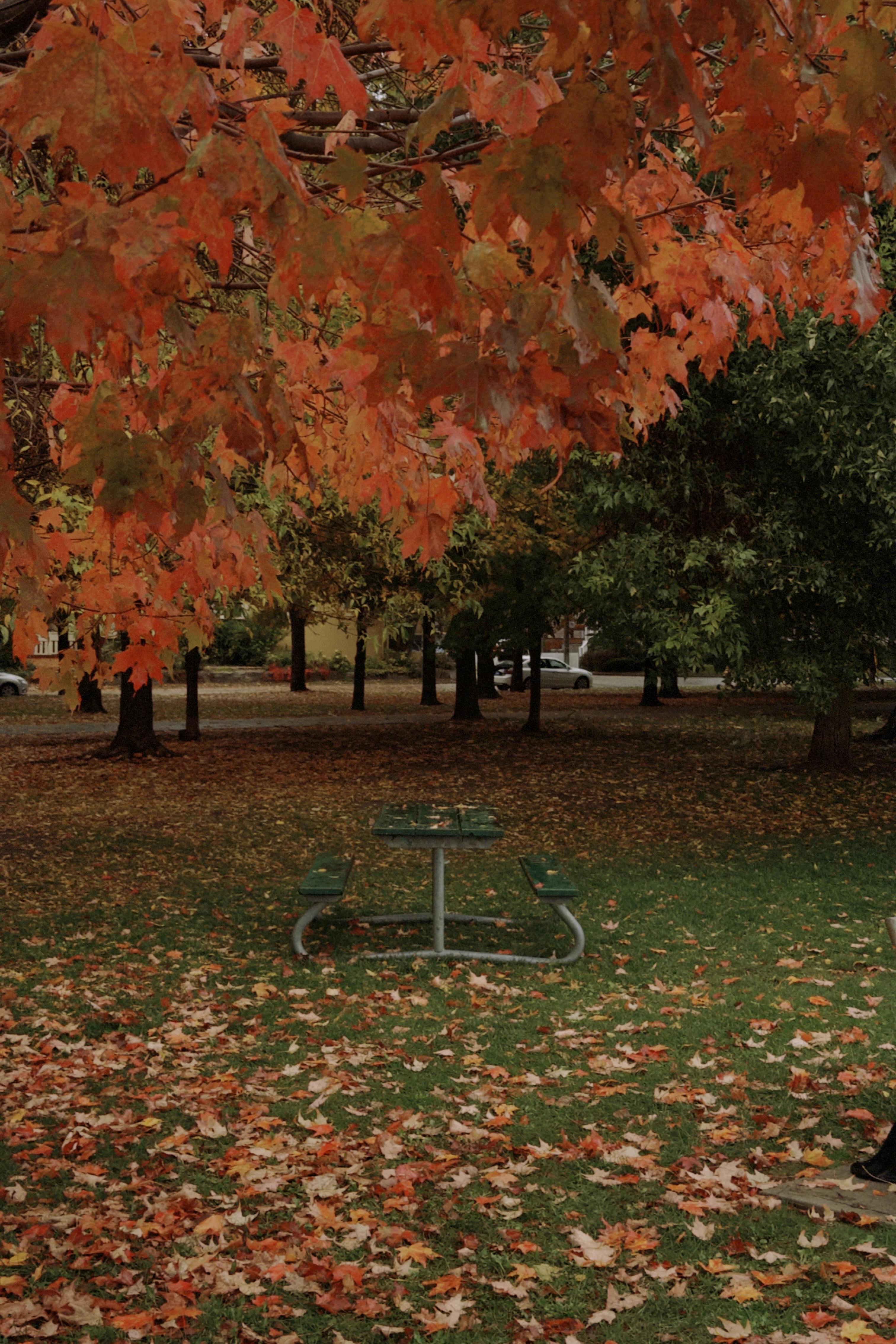 Autumn Scene in Toronto with Vibrant Foliage · Free Stock Photo