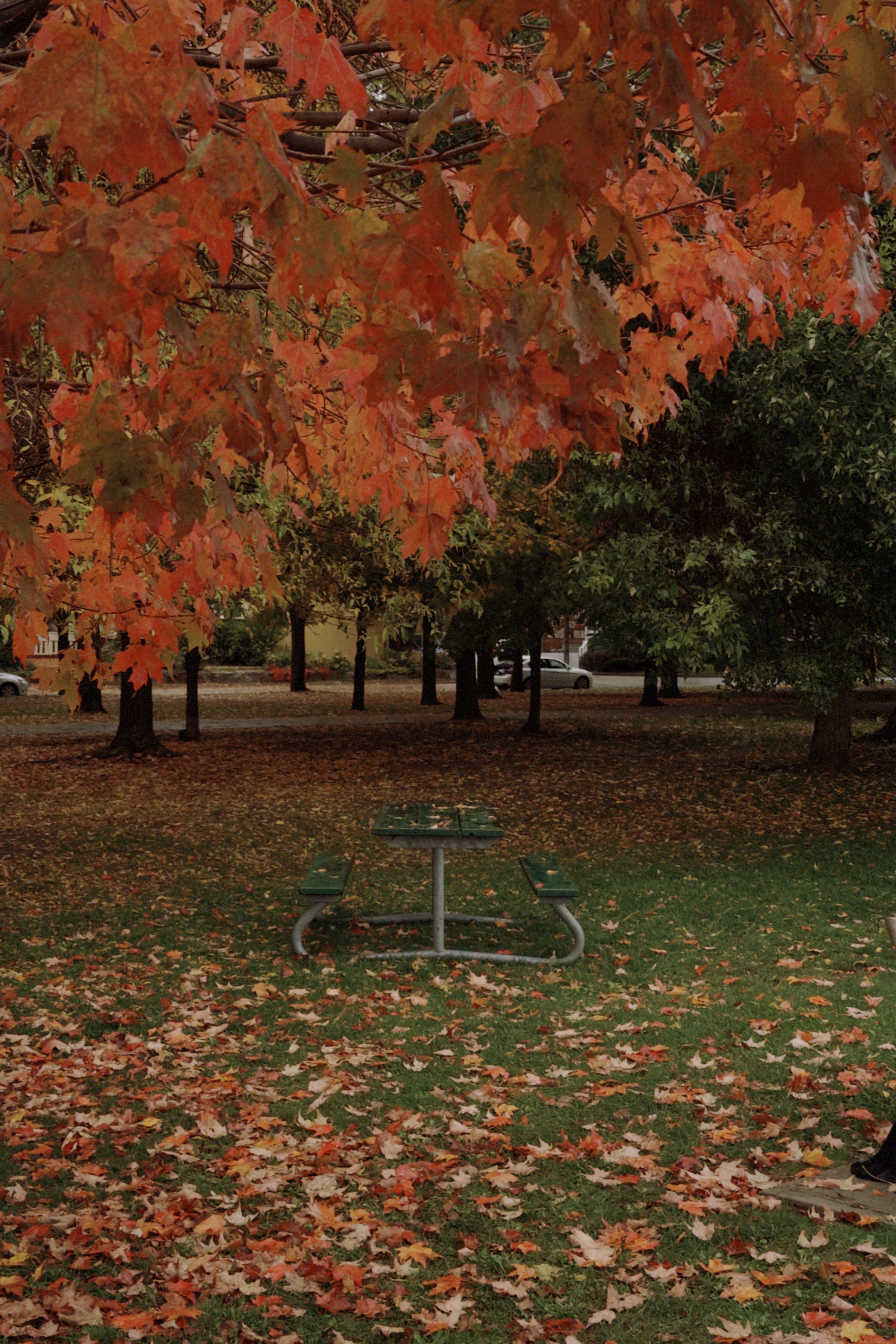 Autumn Scene in Toronto with Vibrant Foliage · Free Stock Photo