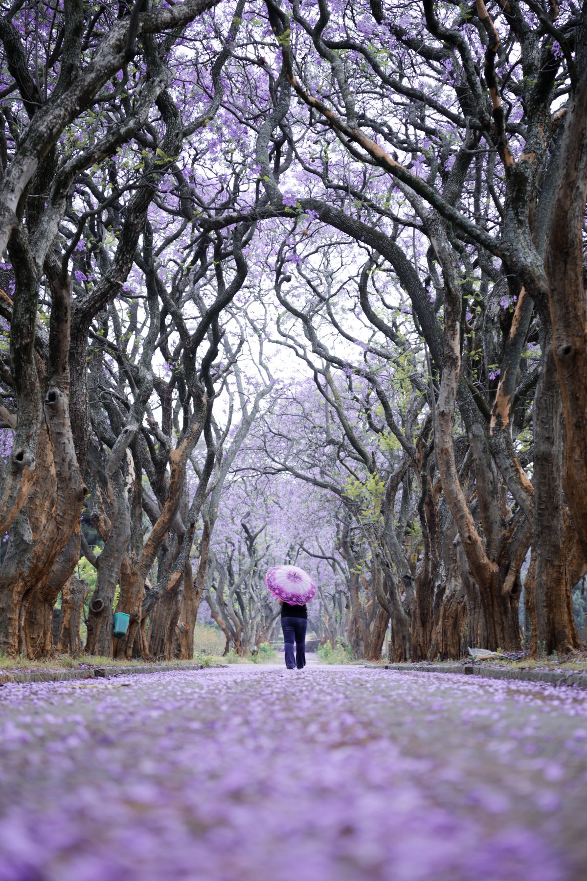 Jacaranda Trees South Africa Photos, Download The BEST Free Jacaranda ...