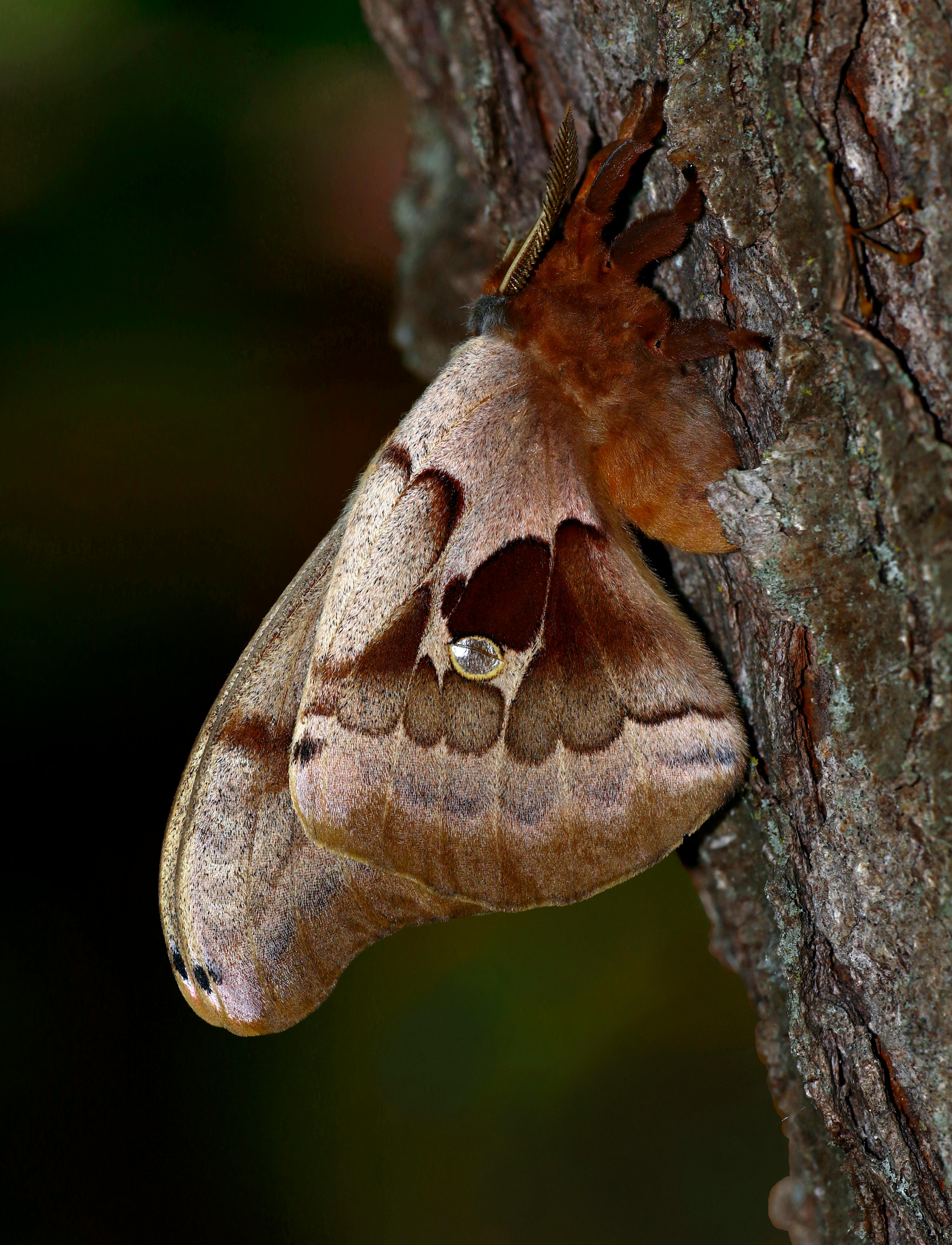 Moth Photos, Download The BEST Free Moth Stock Photos & HD Images