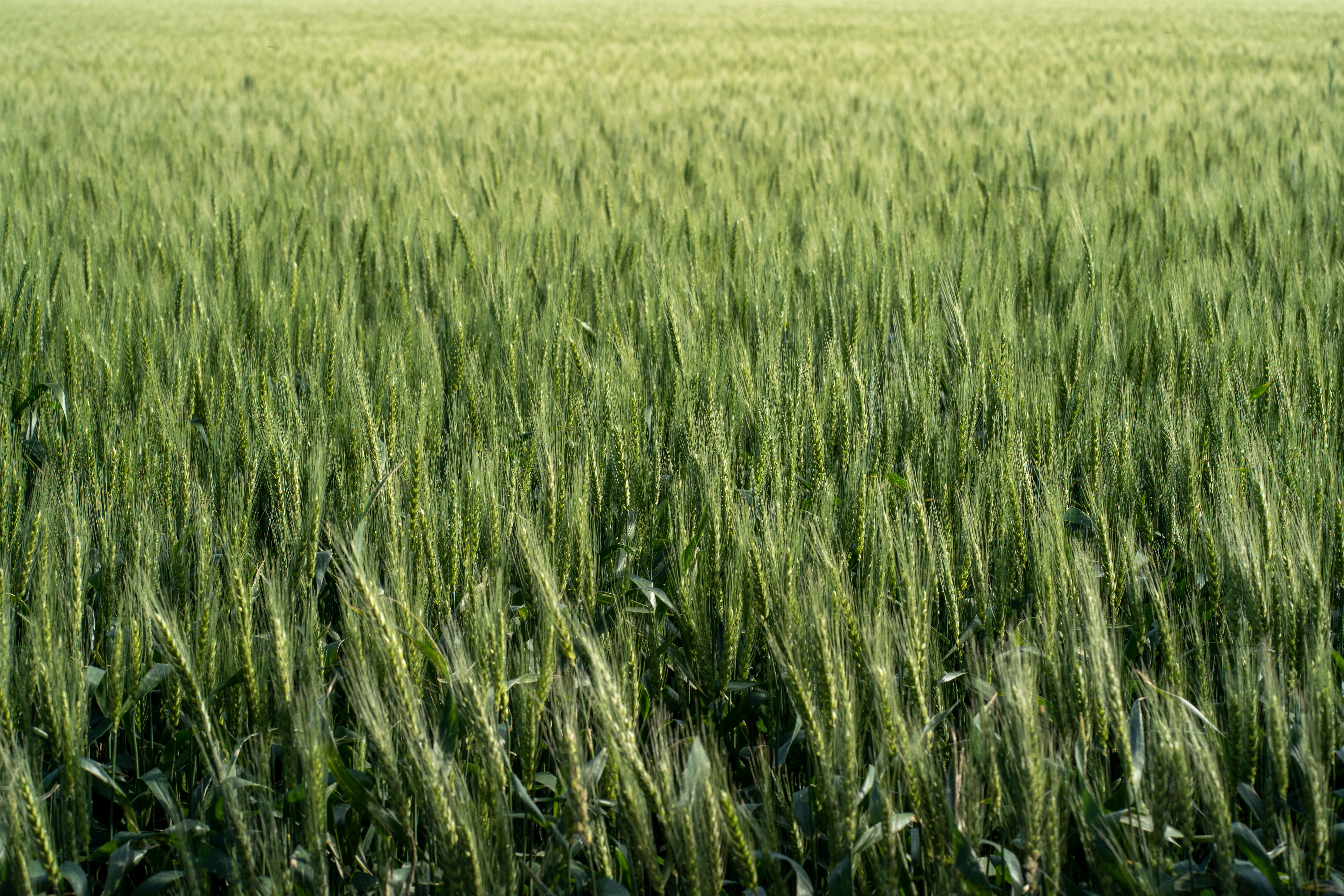 Crops Photos, Download The BEST Free Crops Stock Photos & HD Images