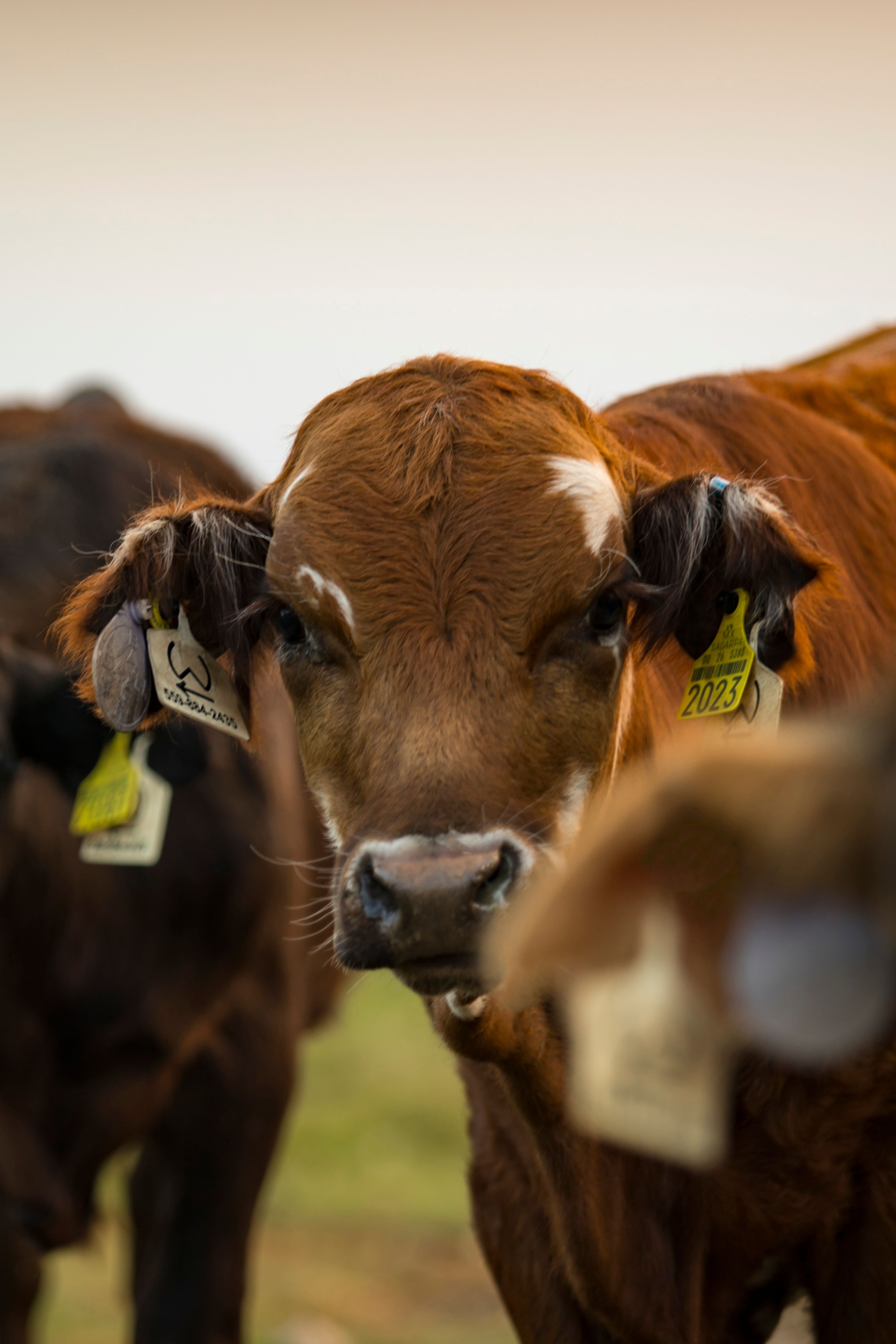 Shallow Focus Photo of Brown Cow Near Wooden Fence · Free Stock Photo