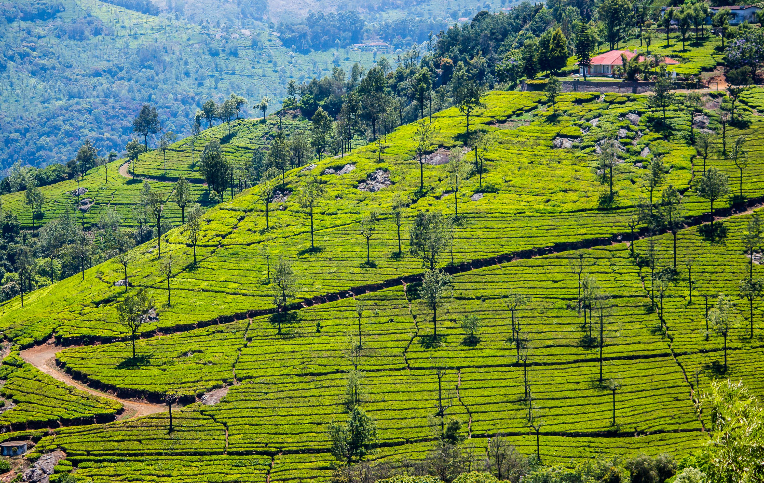 Tea Fields Photos, Download The BEST Free Tea Fields Stock Photos & HD ...