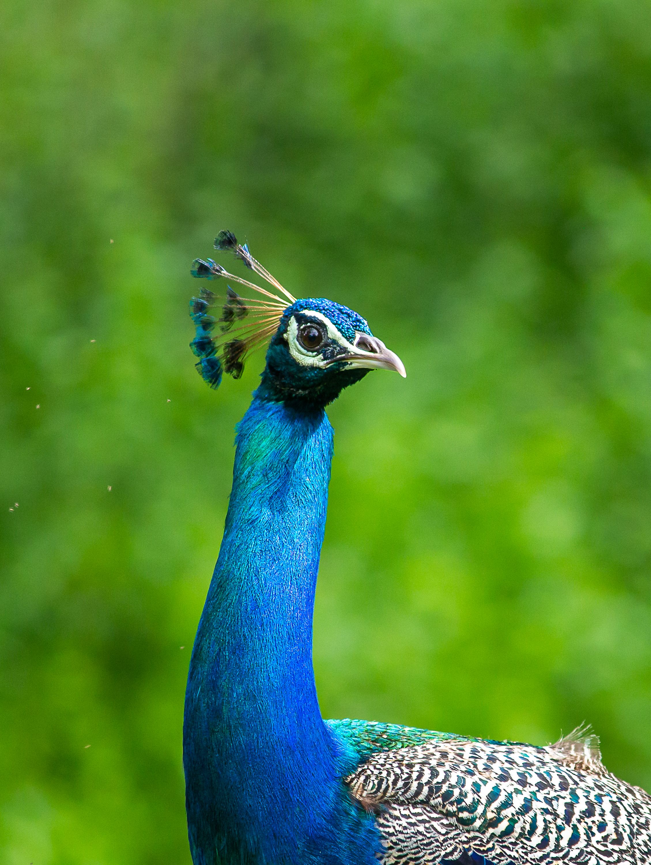 Vivid Portrait of an Indian Peacock in Lush Greenery · Free Stock Photo