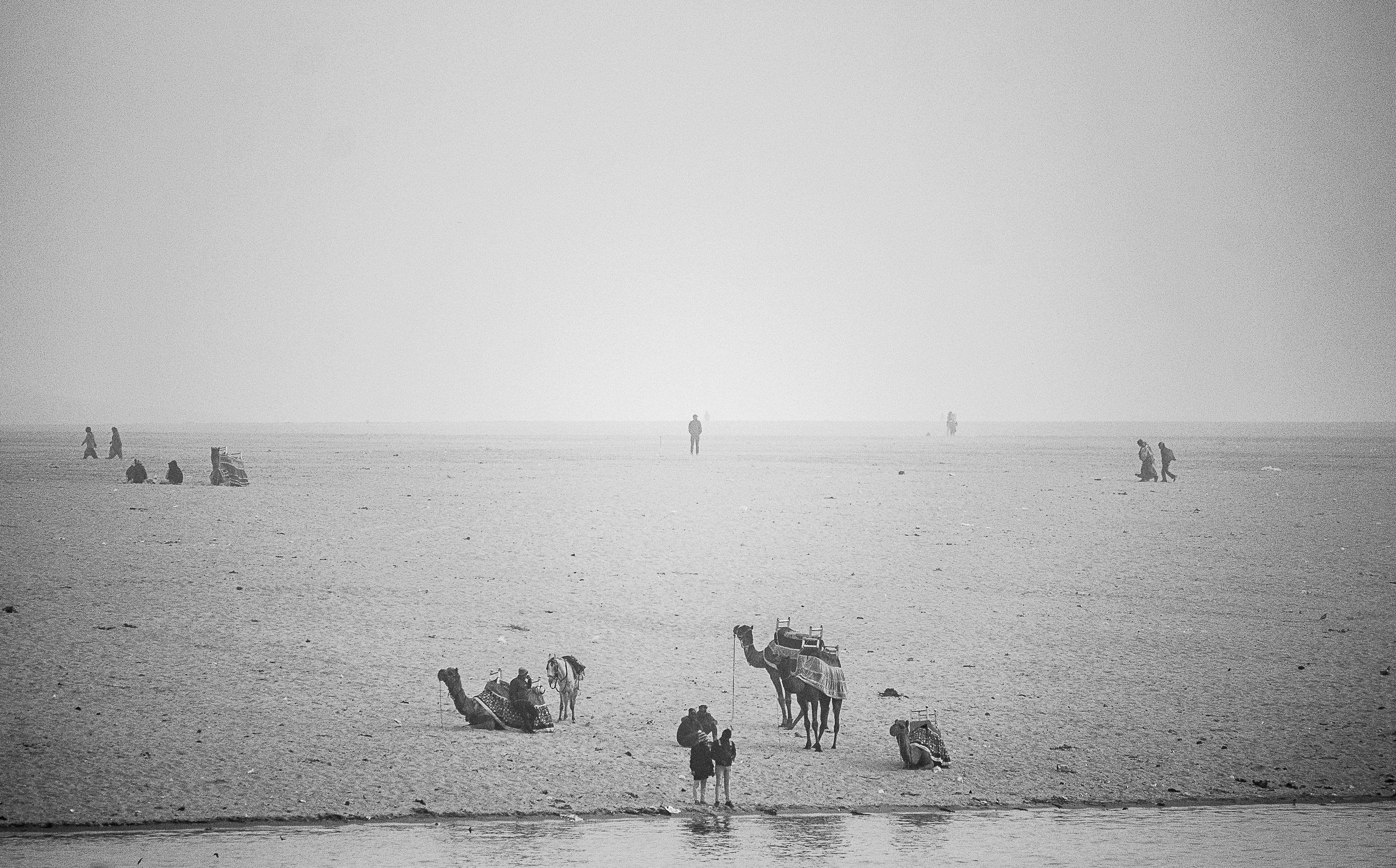 Desert Camel Photos, Download The BEST Free Desert Camel Stock Photos ...