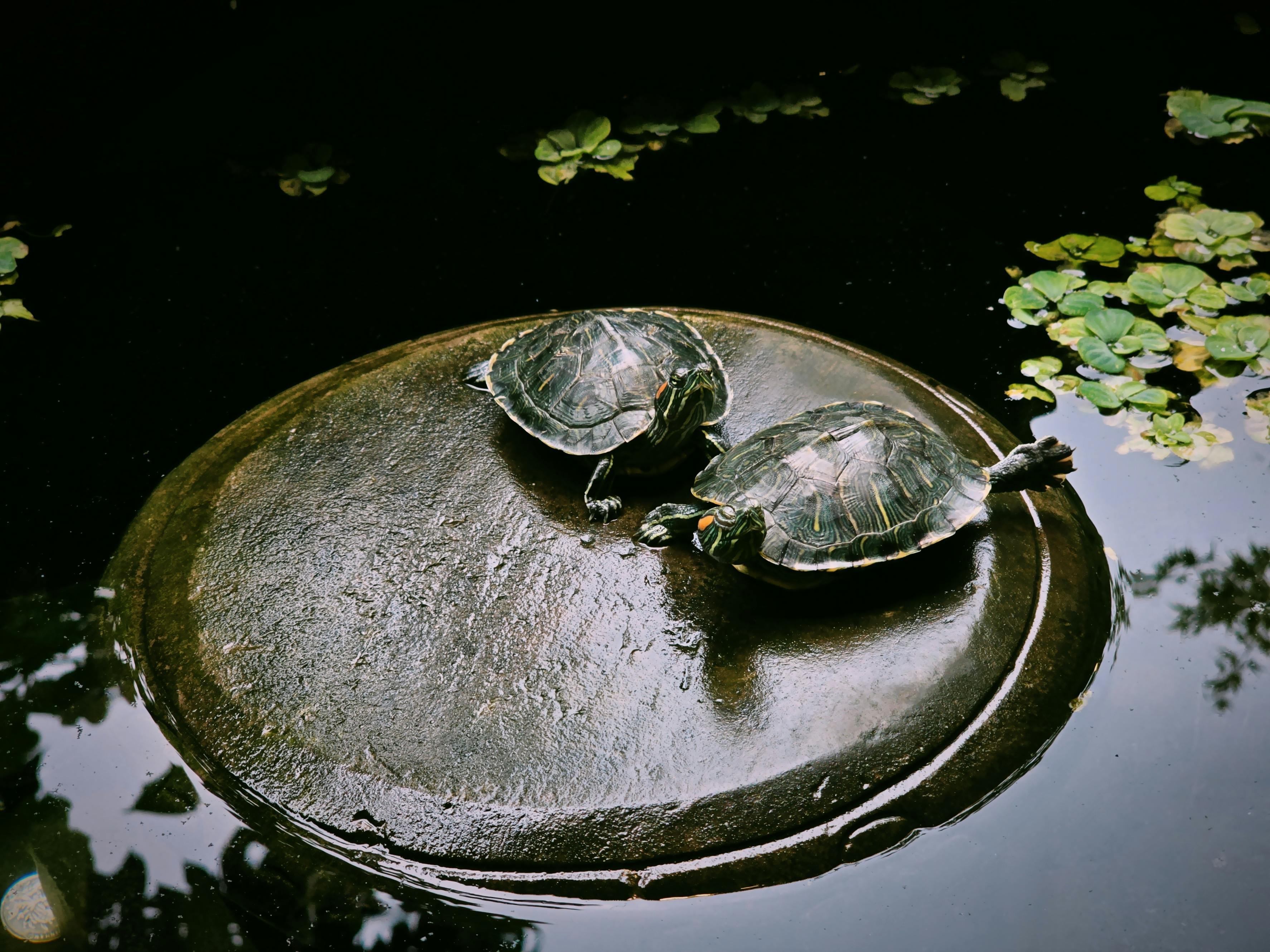 Animated Turtles Photos, Download The BEST Free Animated Turtles Stock ...
