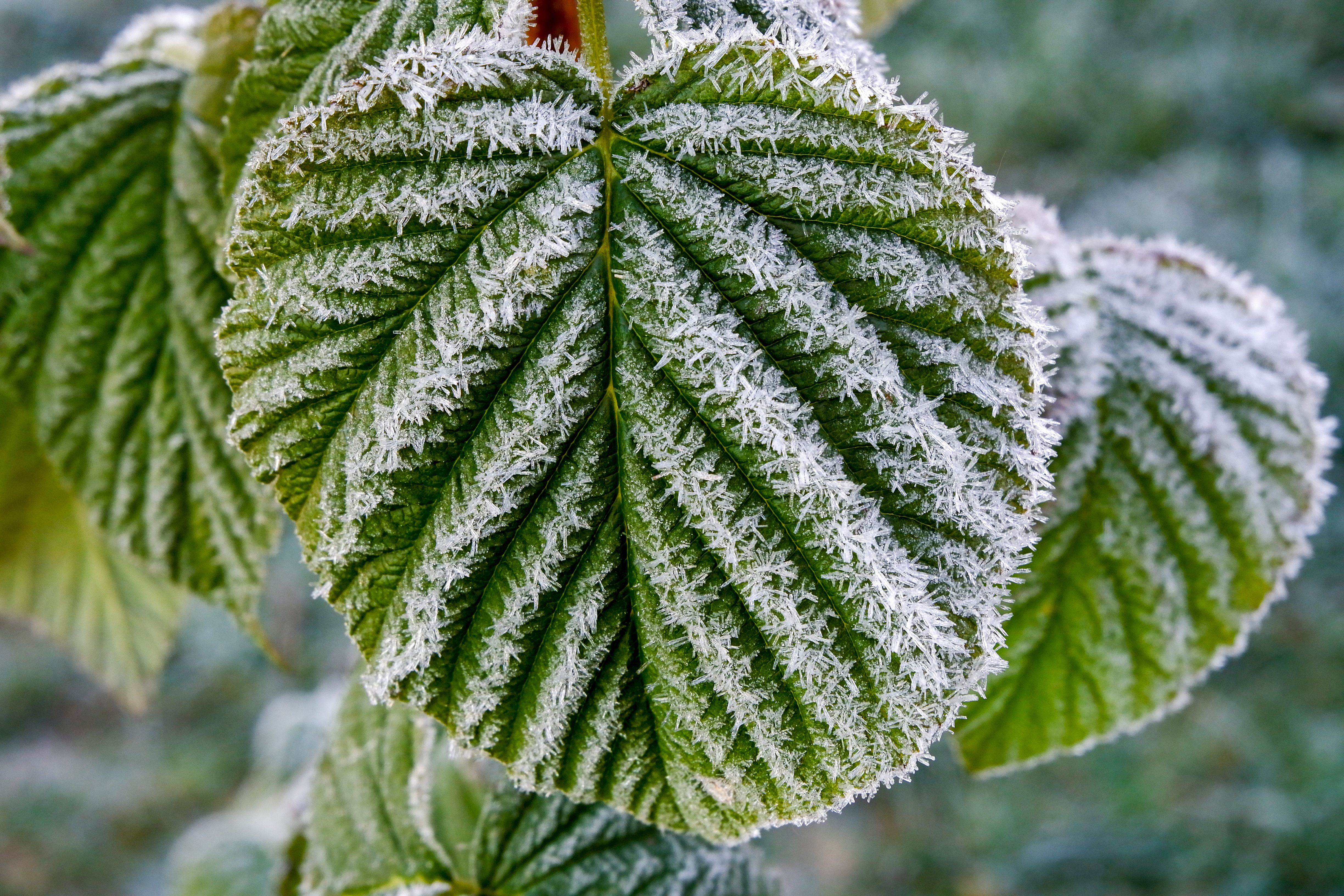 Frosty Green Leaf Close-Up in Winter · Free Stock Photo