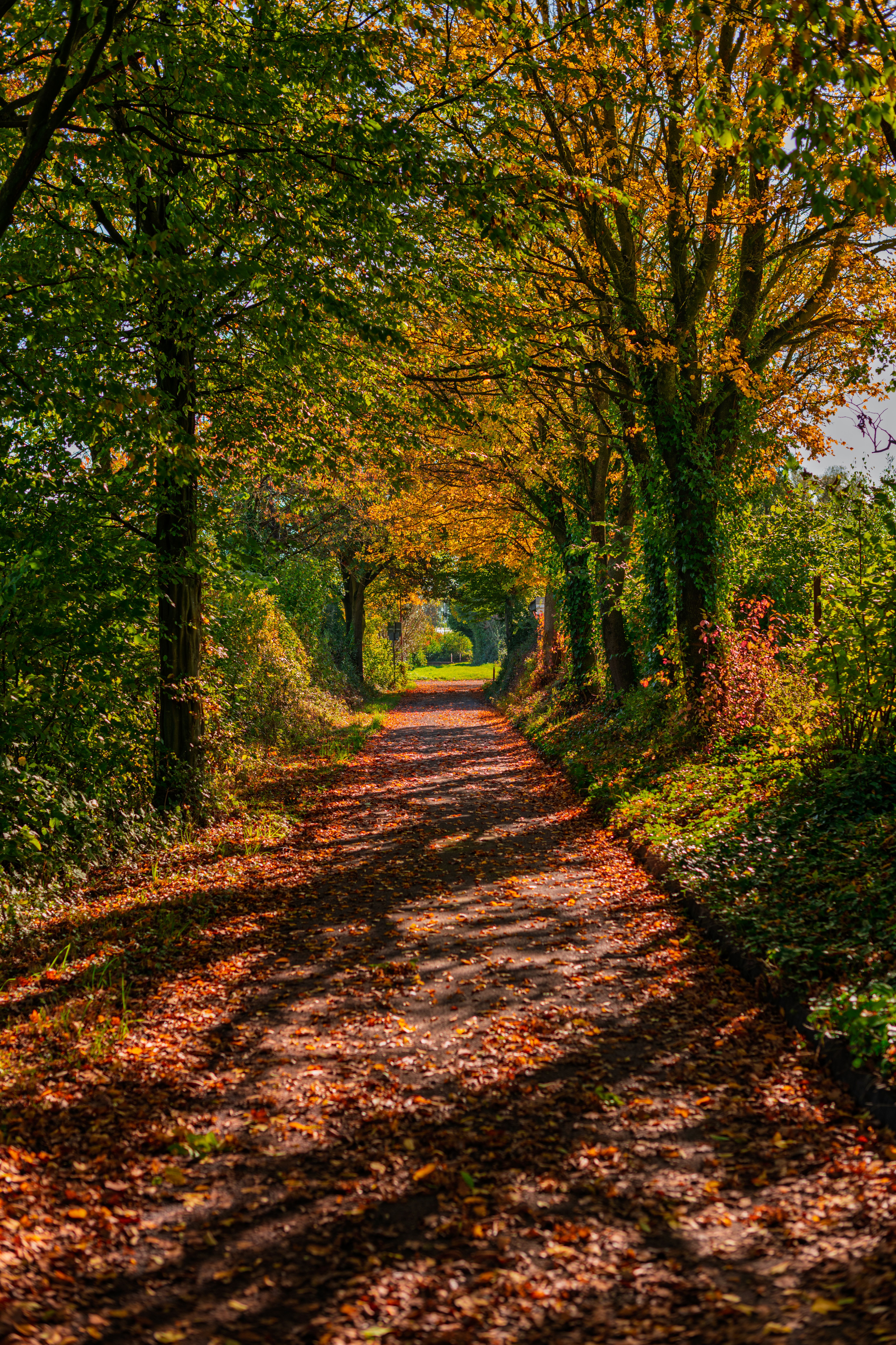 Scenic Autumn Pathway with Fallen Leaves · Free Stock Photo