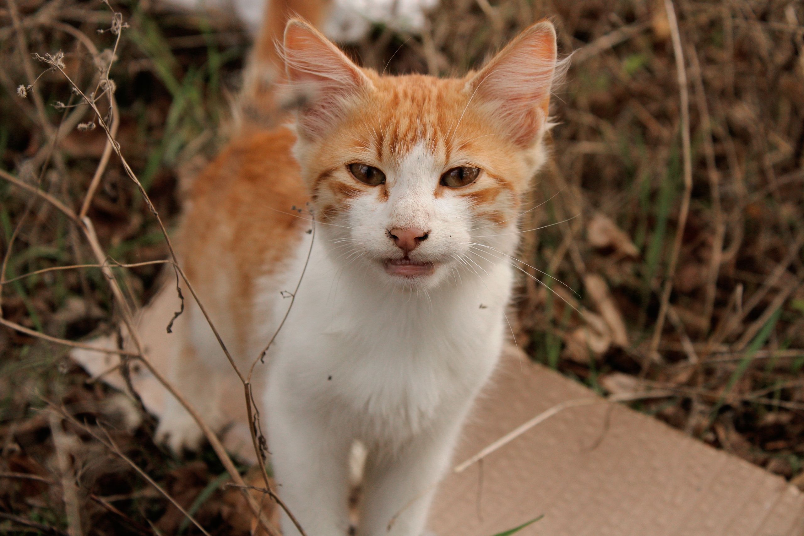 Animal Face Photos, Download The BEST Free Animal Face Stock Photos ...
