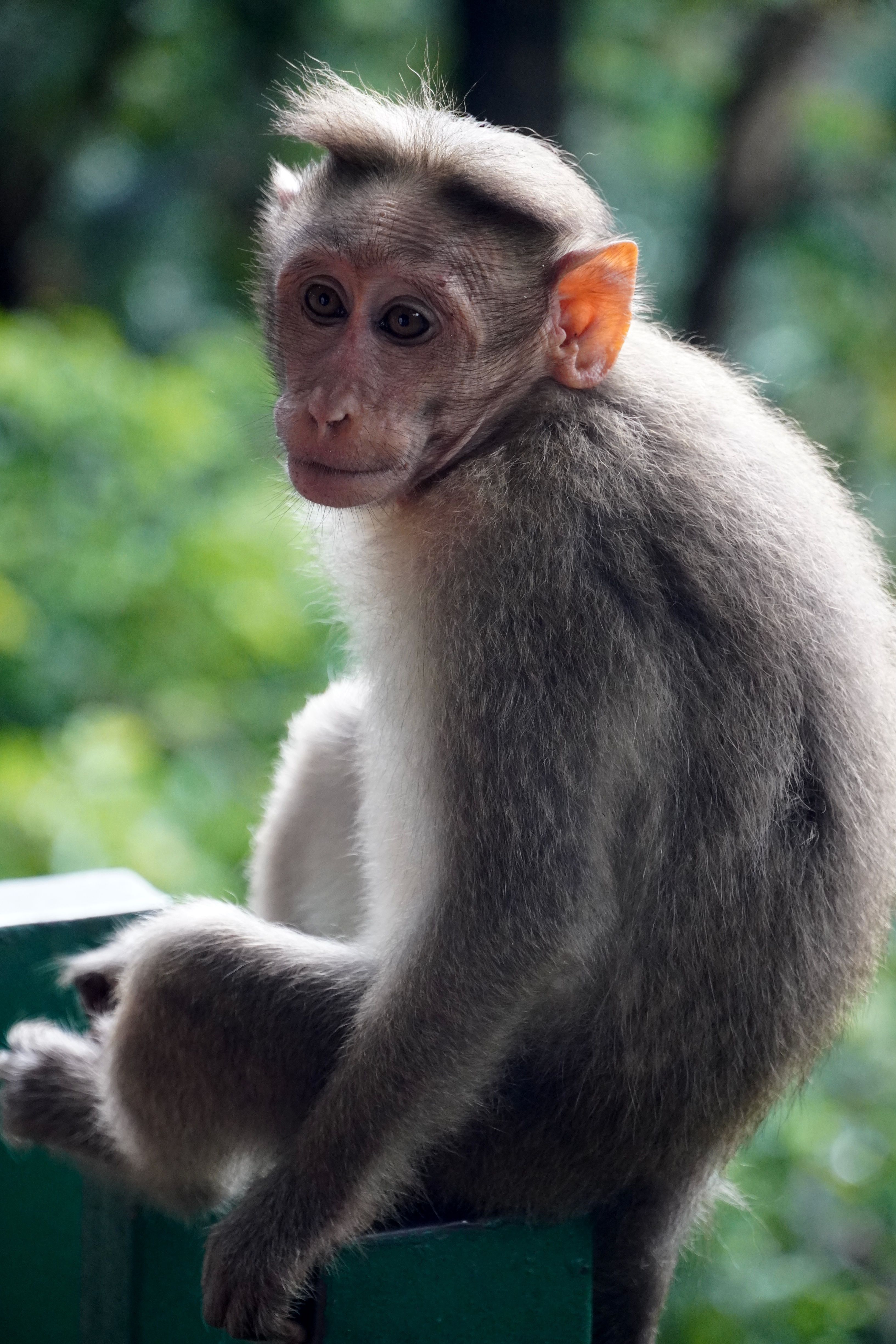 Adapt? Photos, Download The BEST Free Adapt? Stock Photos & HD Images