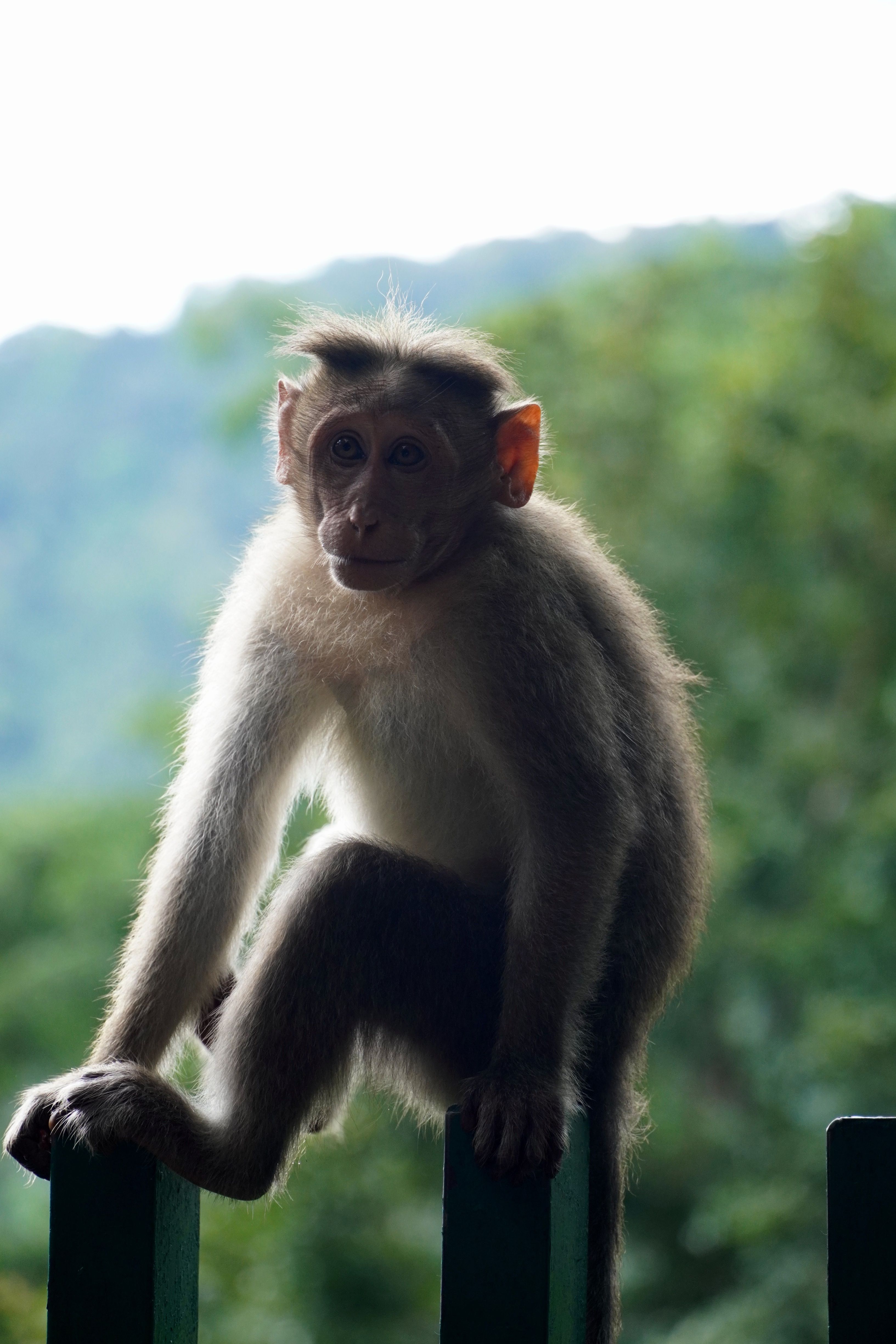 Shallow Focus Photography of Monkey · Free Stock Photo