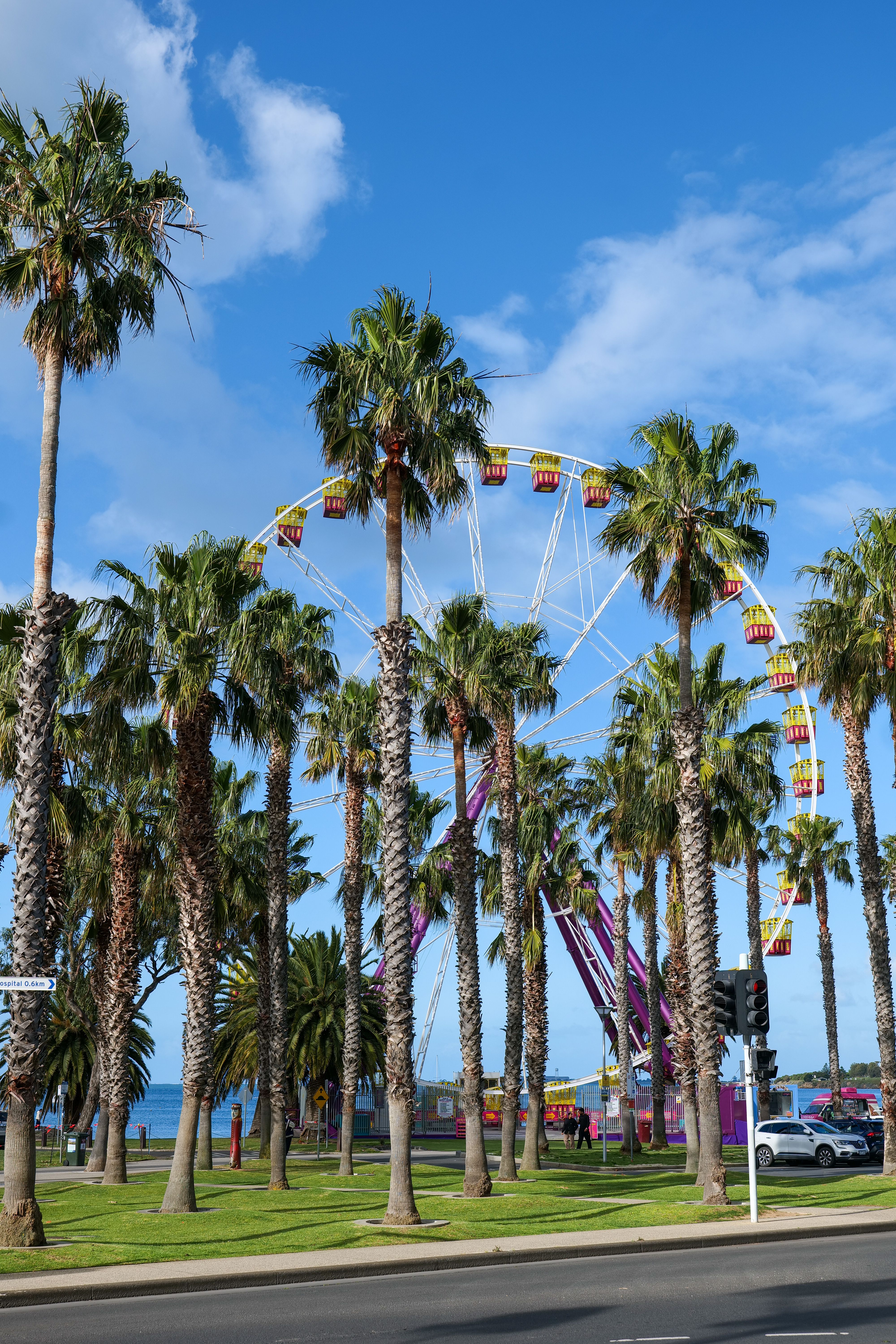 Giant Ferris Wheel Amidst Palm Trees in Geelong · Free Stock Photo