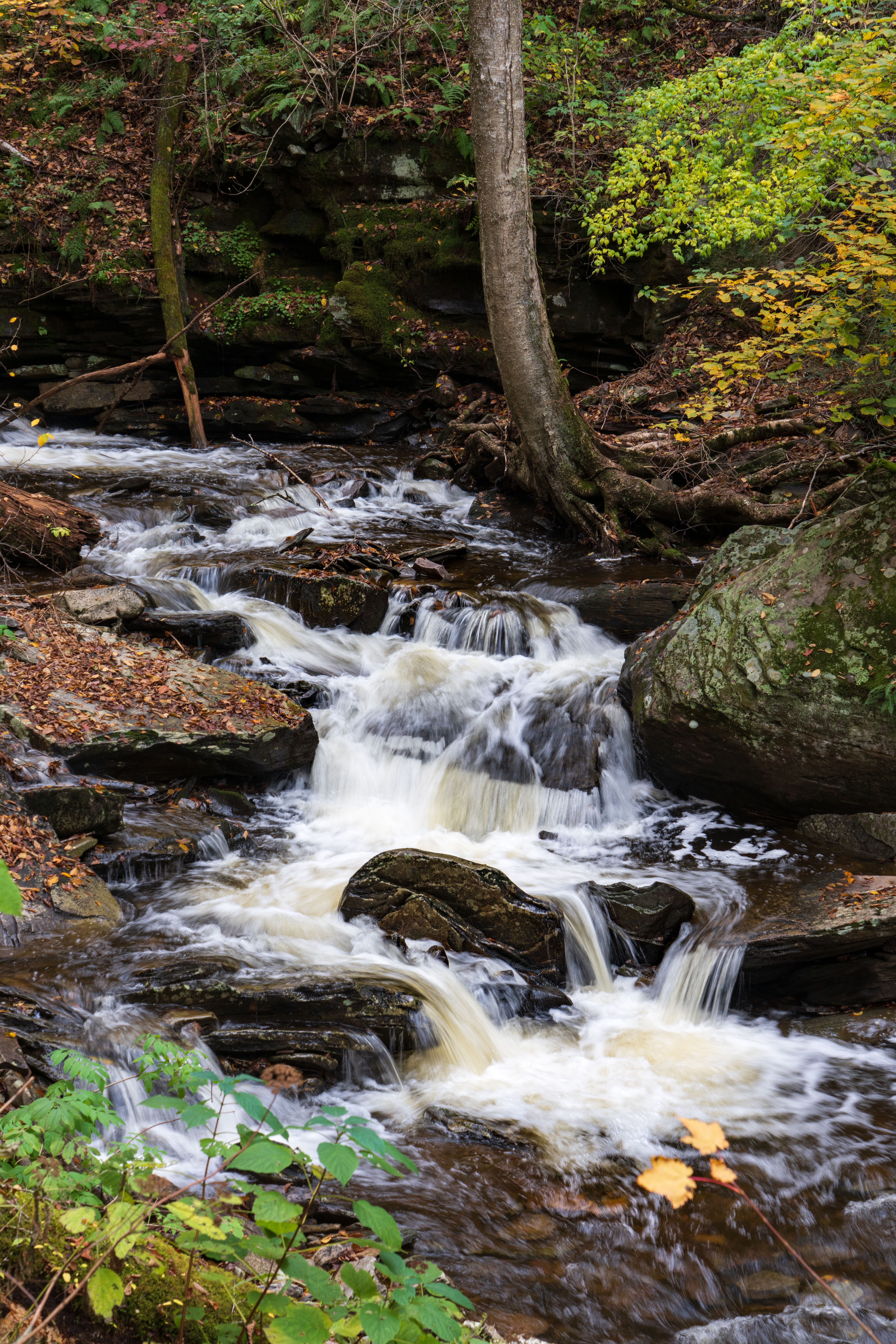 Serene Forest Stream in Autumn Foliage · Free Stock Photo