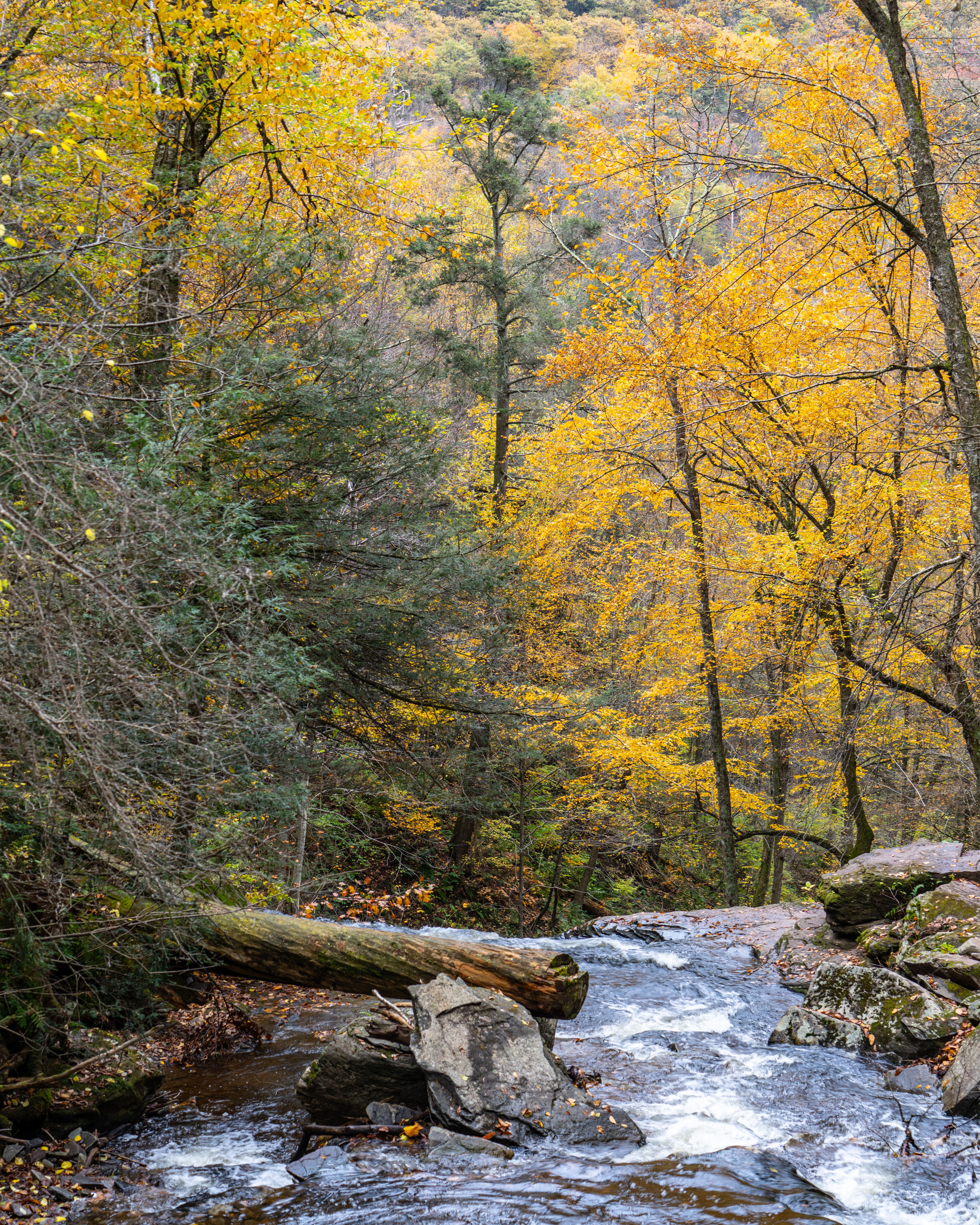 Serene Autumn Forest with Flowing Stream · Free Stock Photo