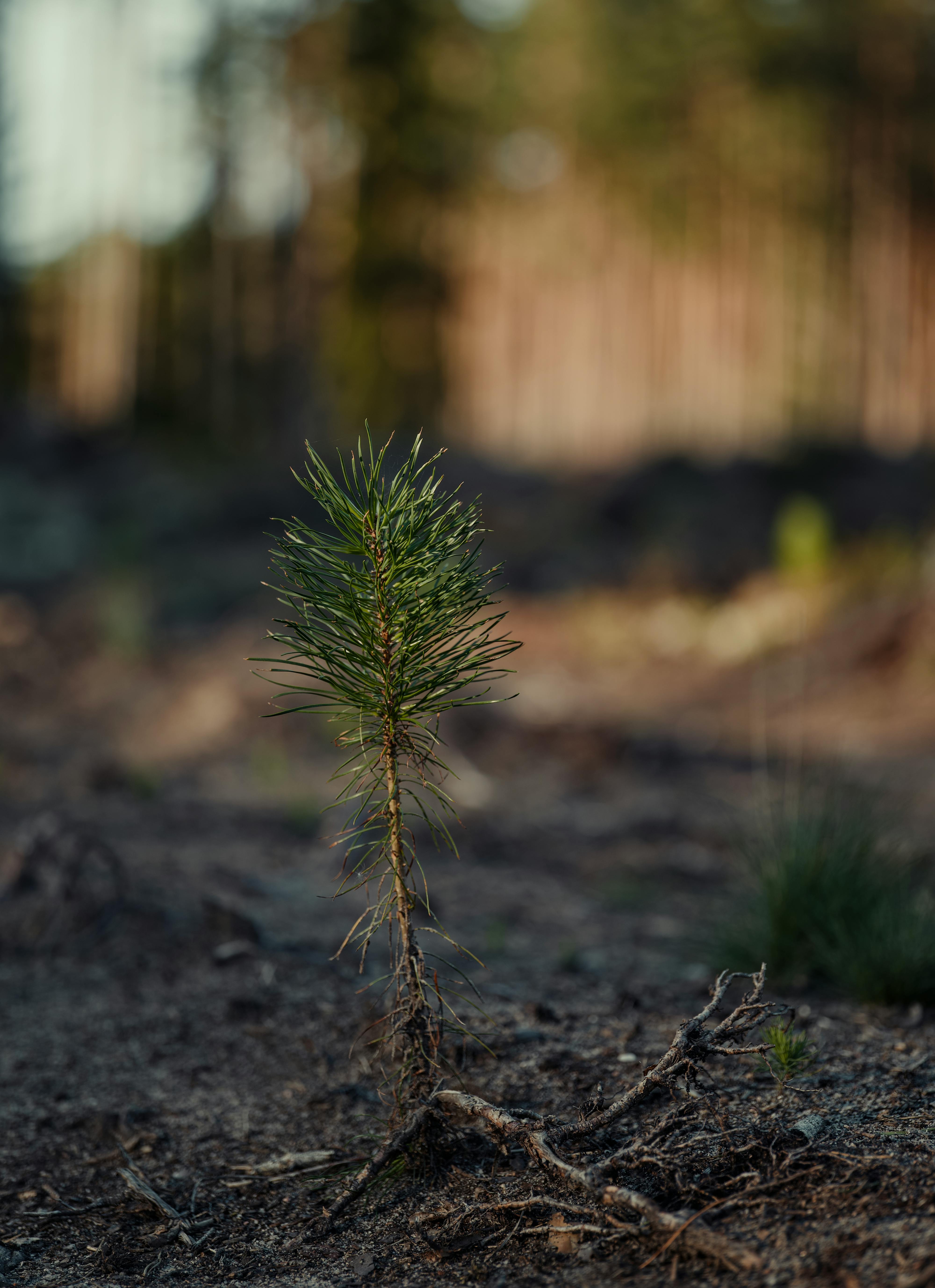 200+ Commerical+rea banque d’images et photos libres de droit ...