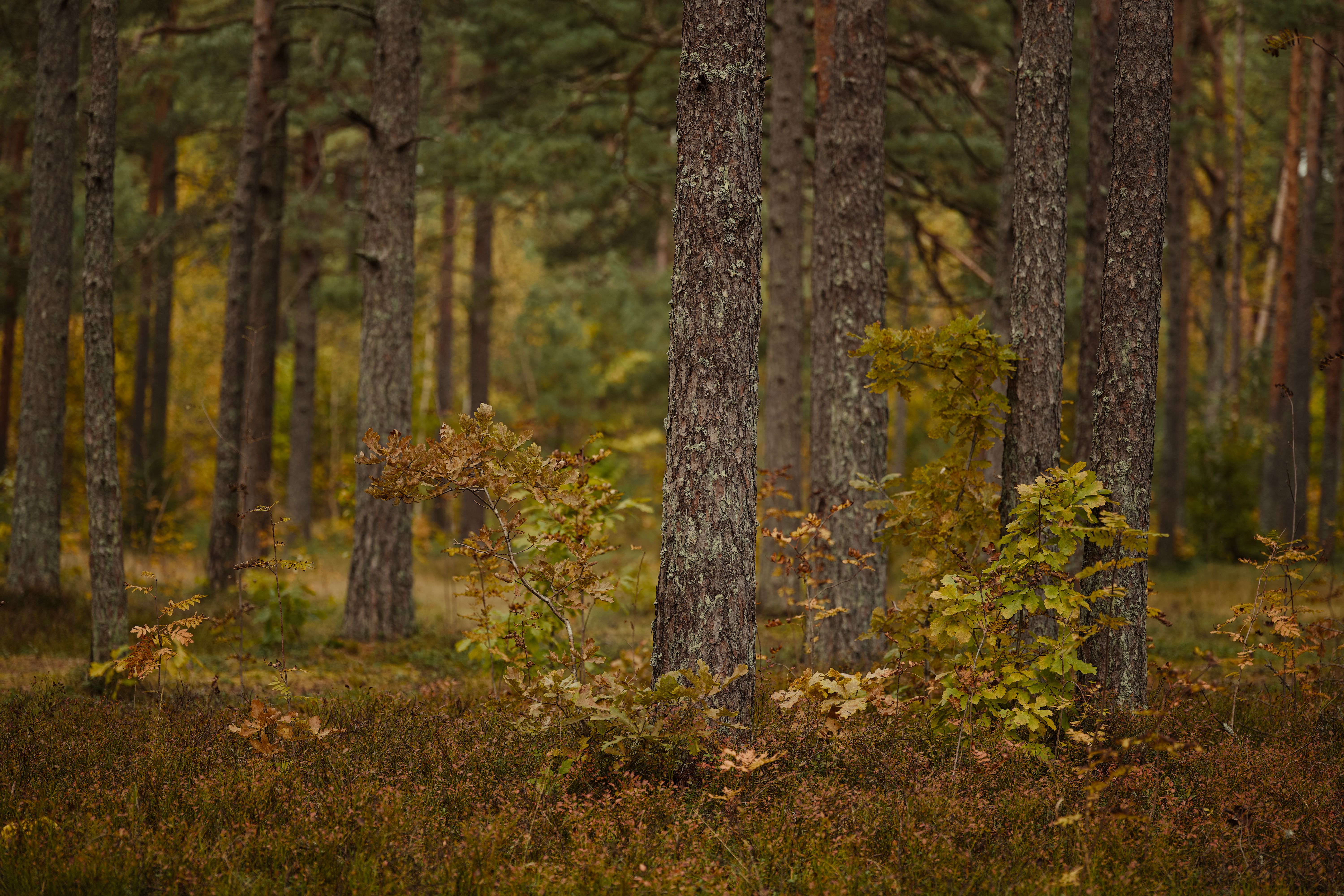 Serene Autumn Forest with Diverse Foliage · Free Stock Photo