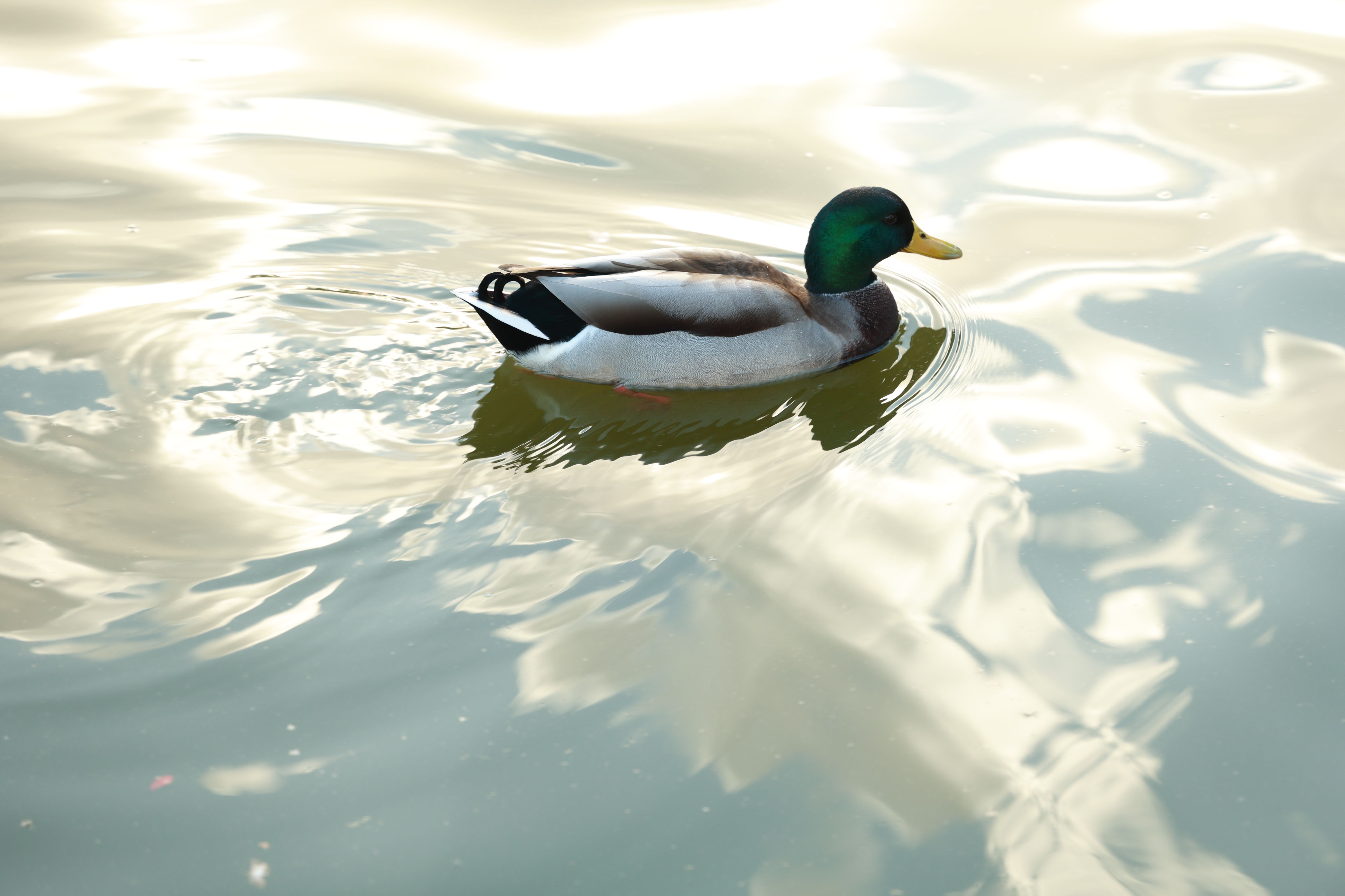 Duck+Pfp Photos, Download The BEST Free Duck+Pfp Stock Photos & HD Images