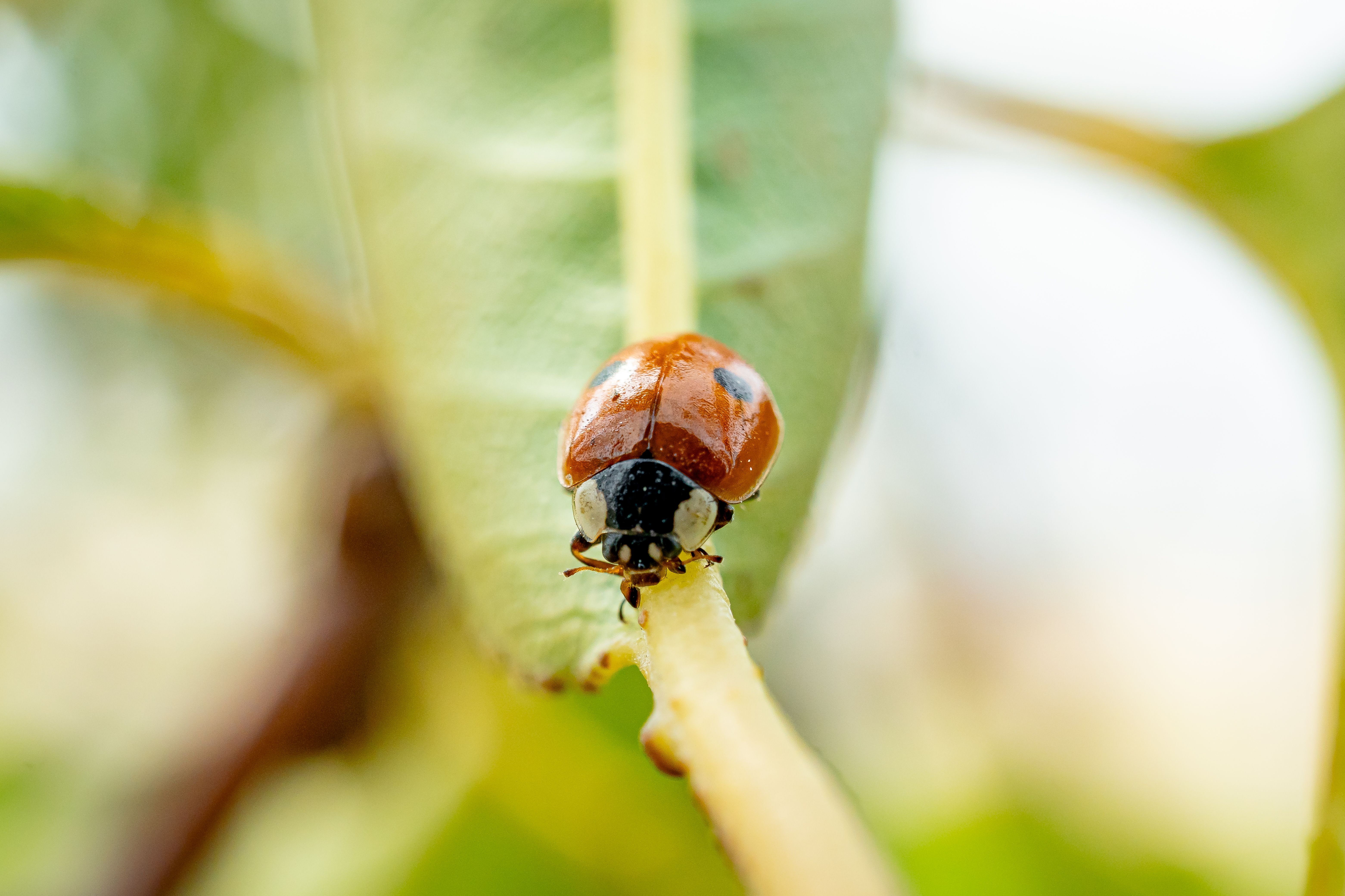 Close-up of a Ladybug on Leaf Stem Outdoors · Free Stock Photo