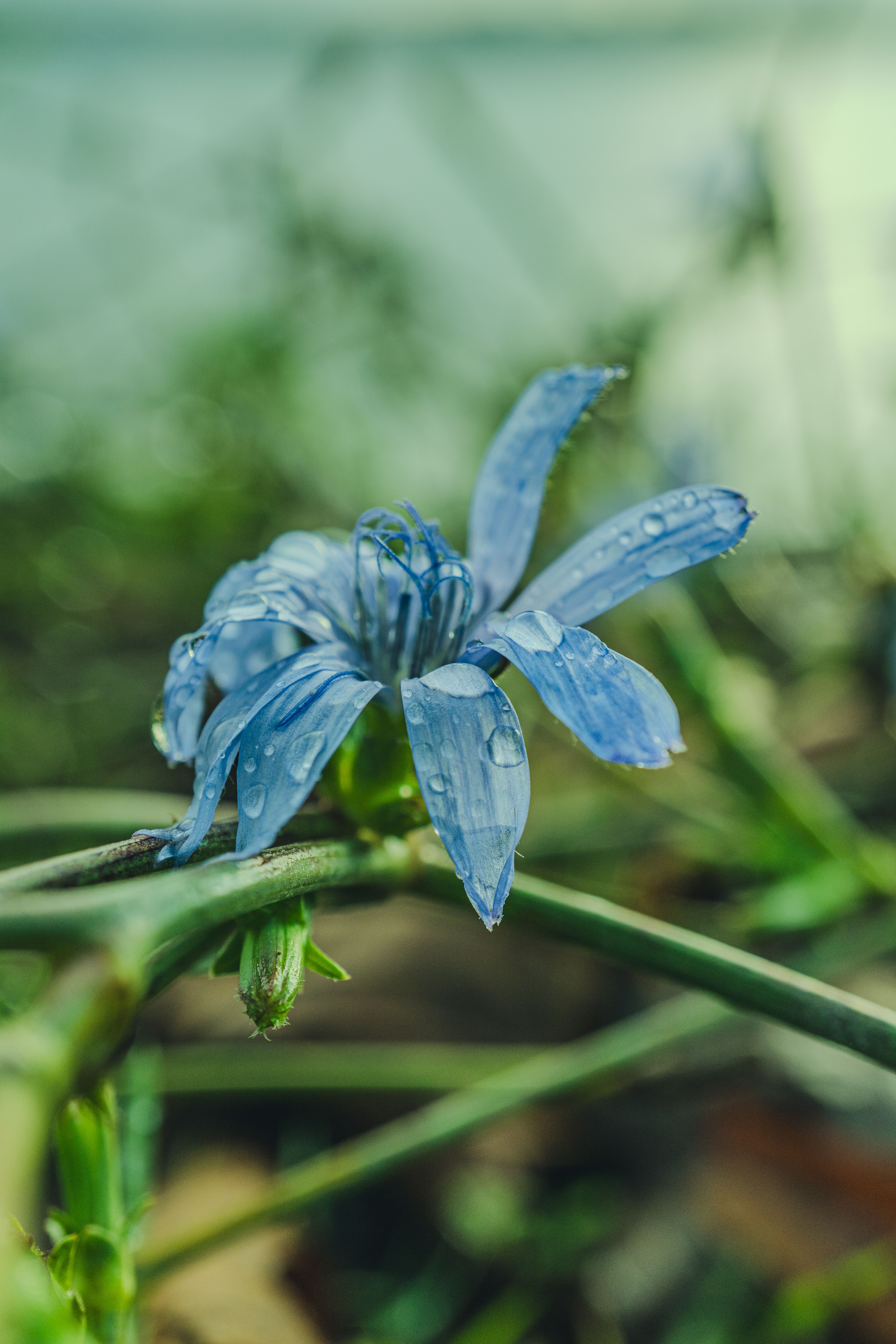 Close-up of Blue Chicory Flower with Dew Drops · Free Stock Photo
