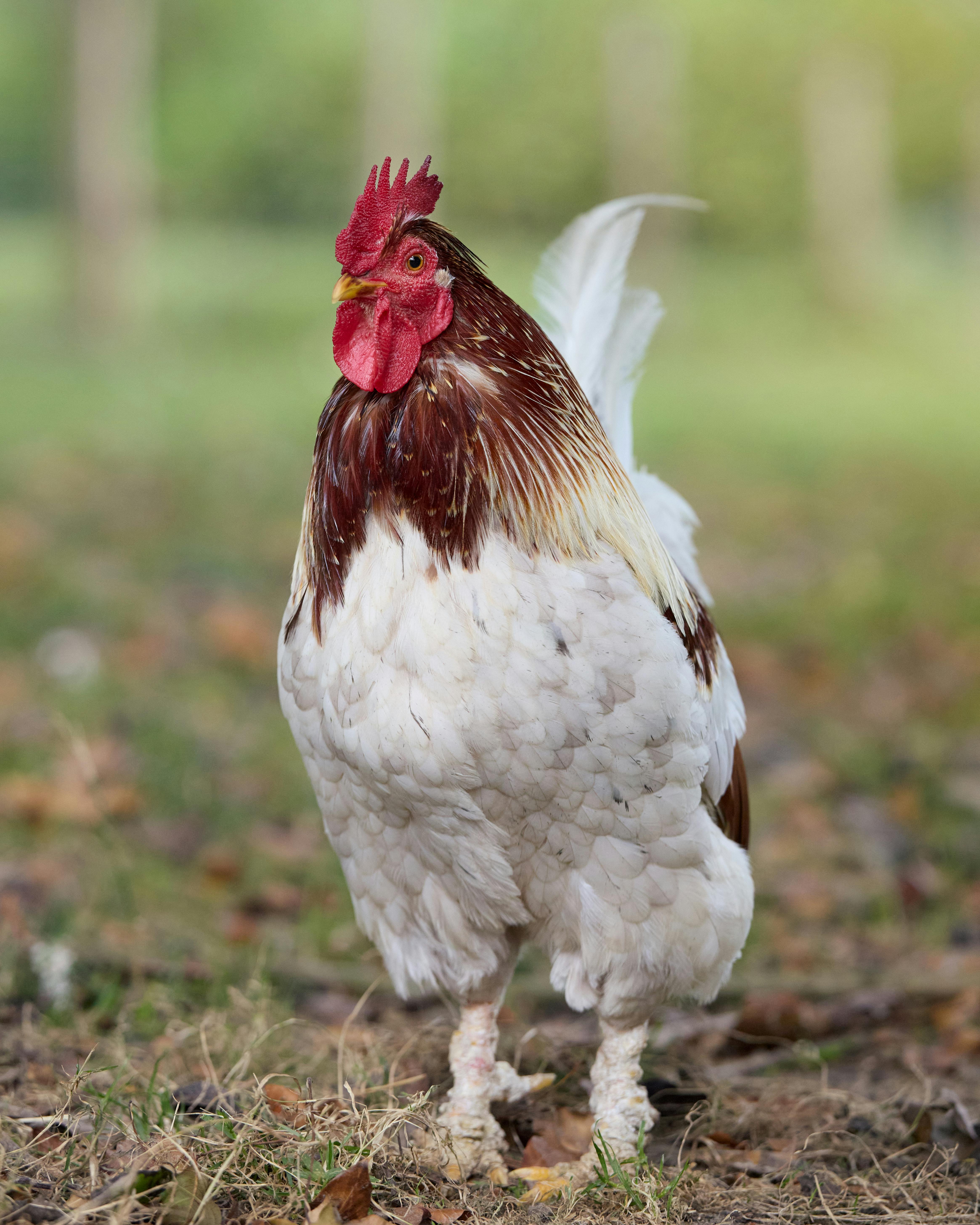 Free+Pfps Photos, Download The BEST Free Free+Pfps Stock Photos & HD Images