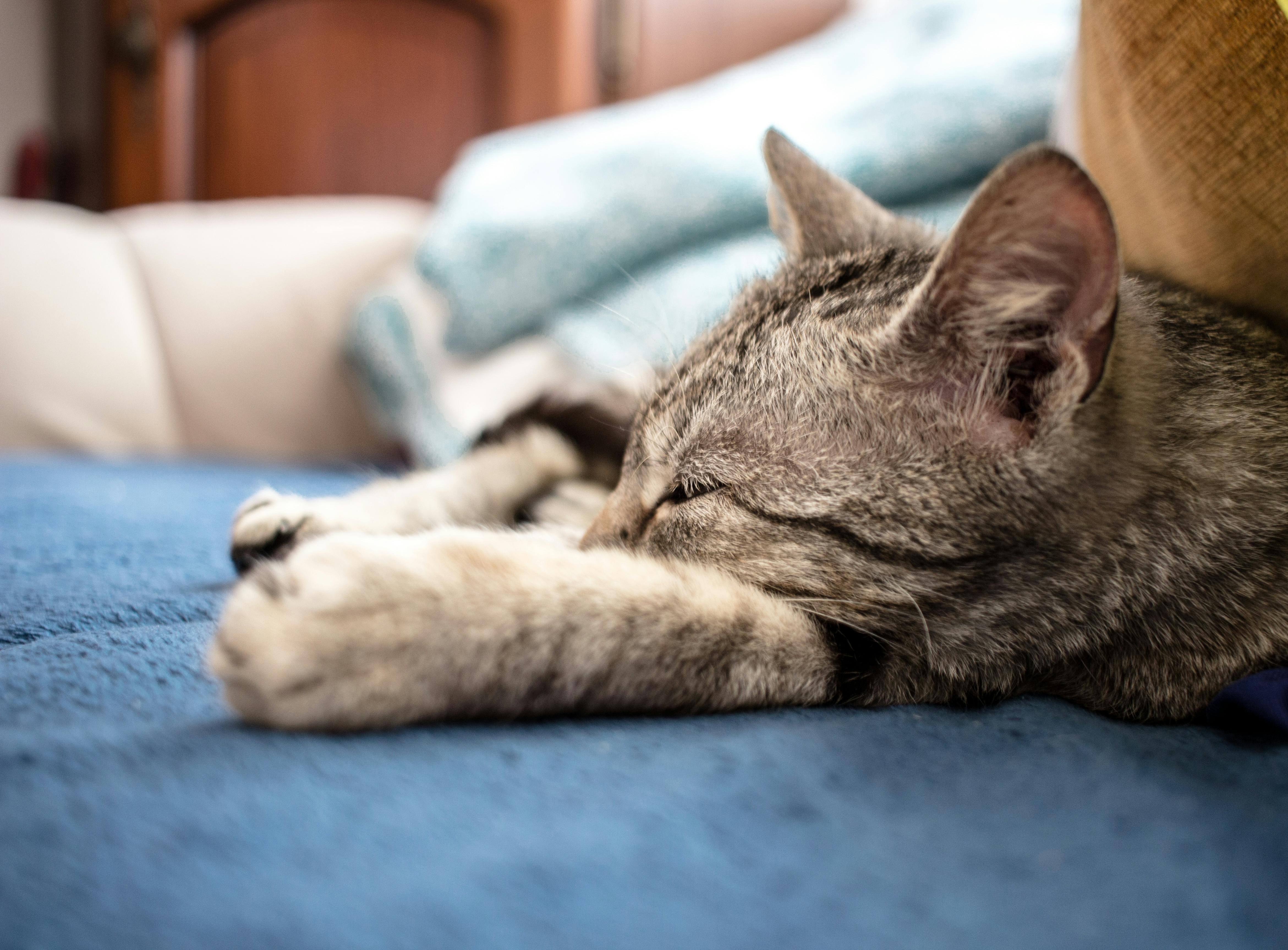 Napping Photos, Download The BEST Free Napping Stock Photos & HD Images