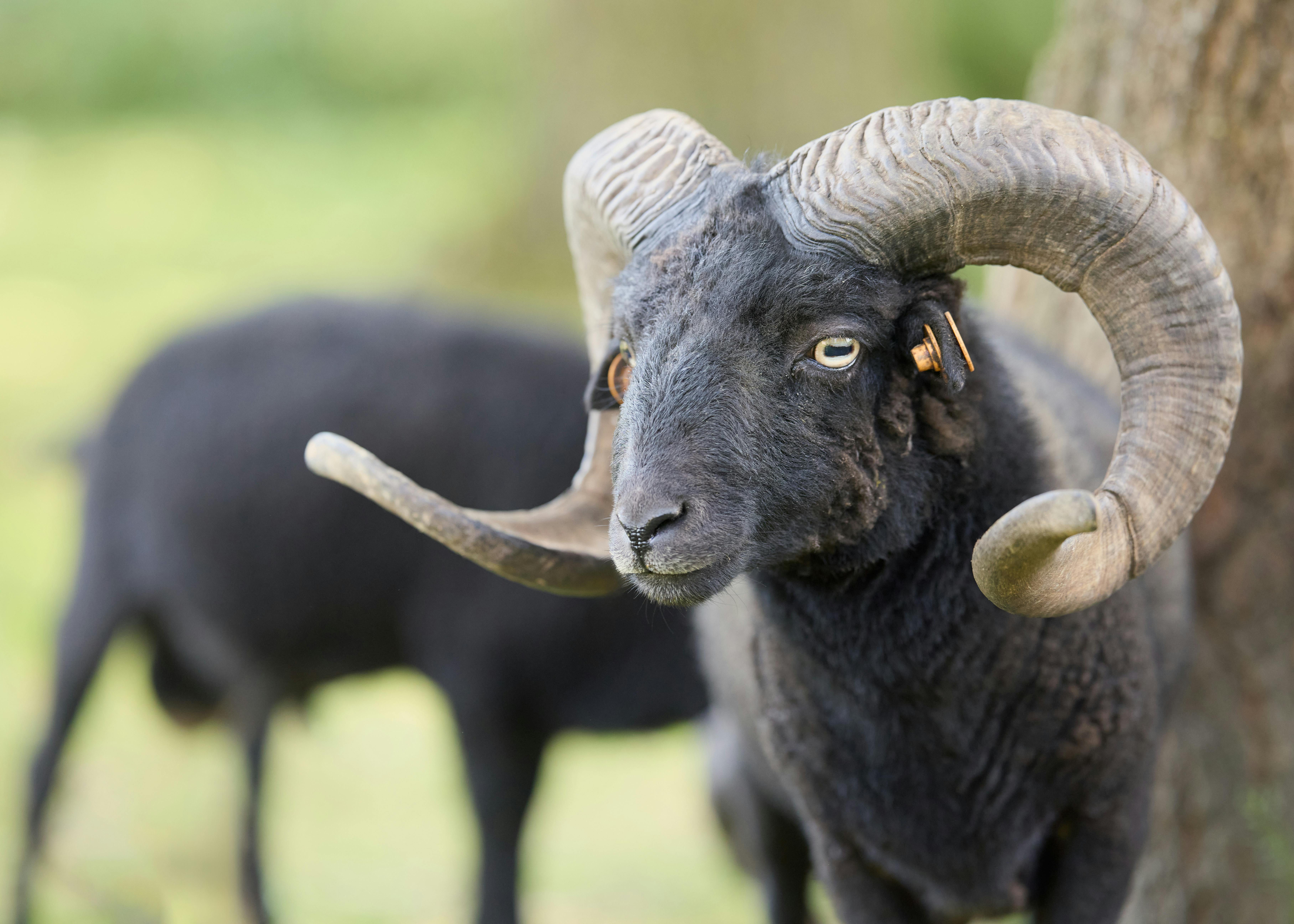 Pictures Of Sheep Photos, Download The BEST Free Pictures Of Sheep ...