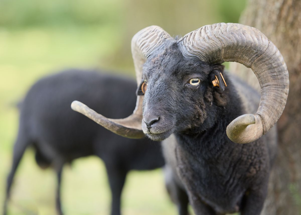 Ram And Rom Photos, Download The BEST Free Ram And Rom Stock Photos ...