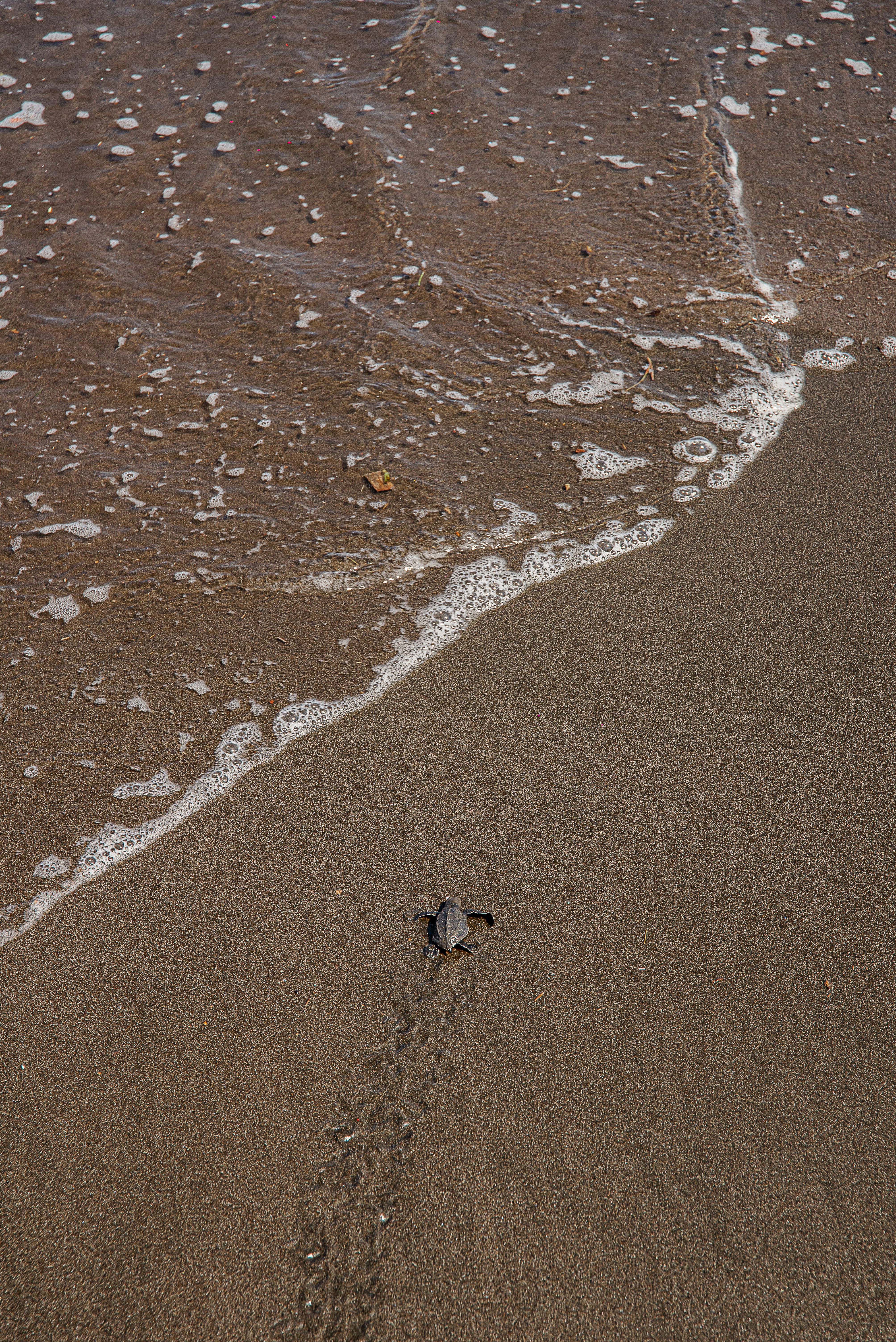 Turtle Protecting Nest Zone On Goa Beach Photos, Download The BEST Free ...