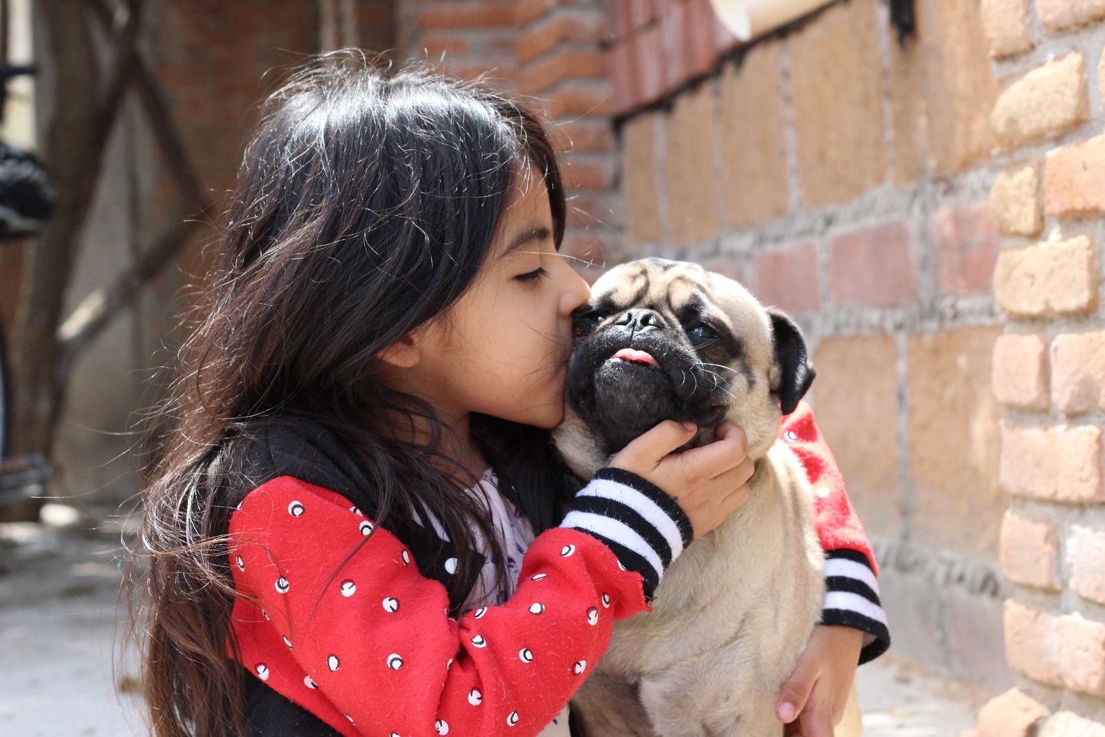 Pug Photos, Download The BEST Free Pug Stock Photos & HD Images