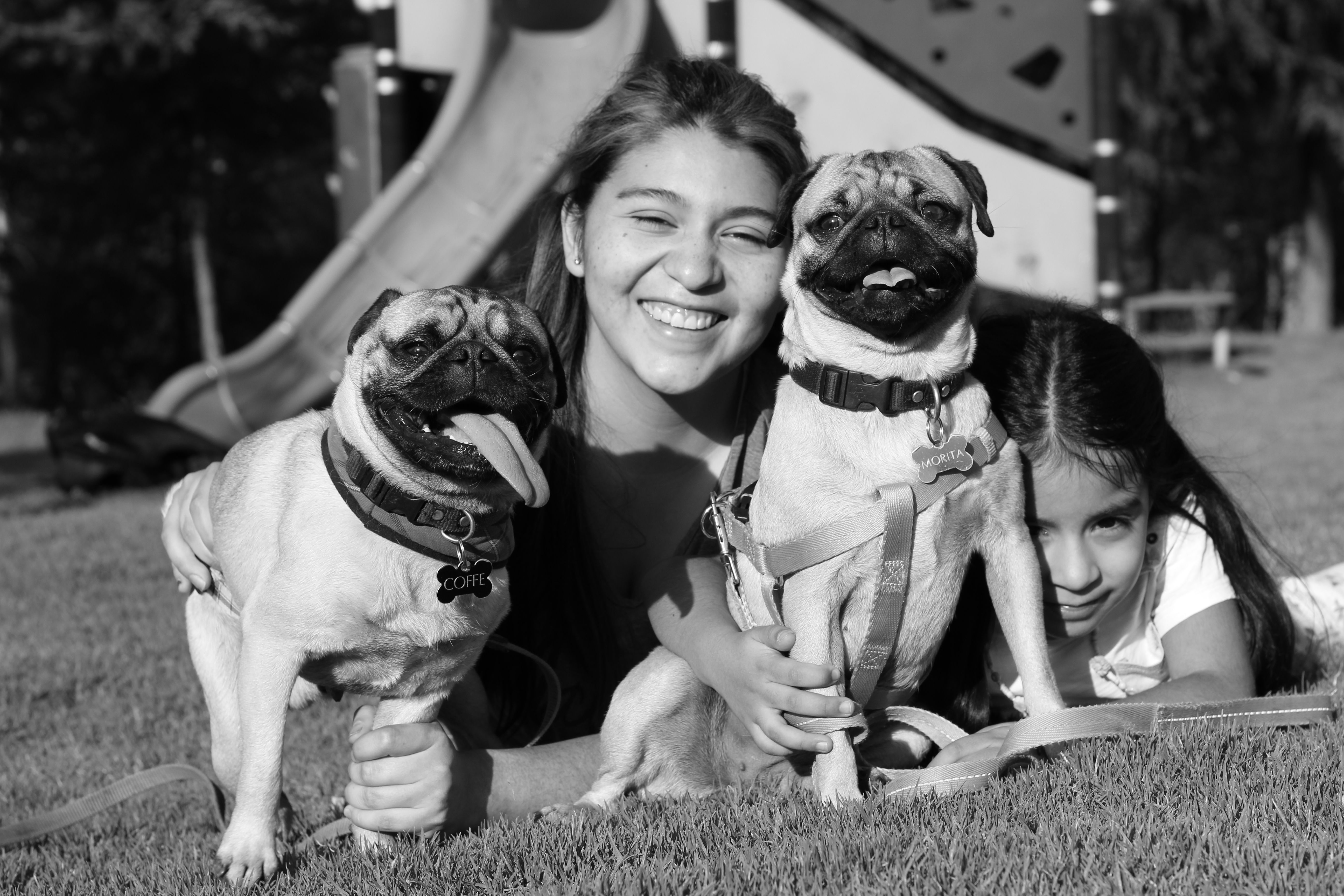 Joyful Day Outdoors with Pugs and Family · Free Stock Photo