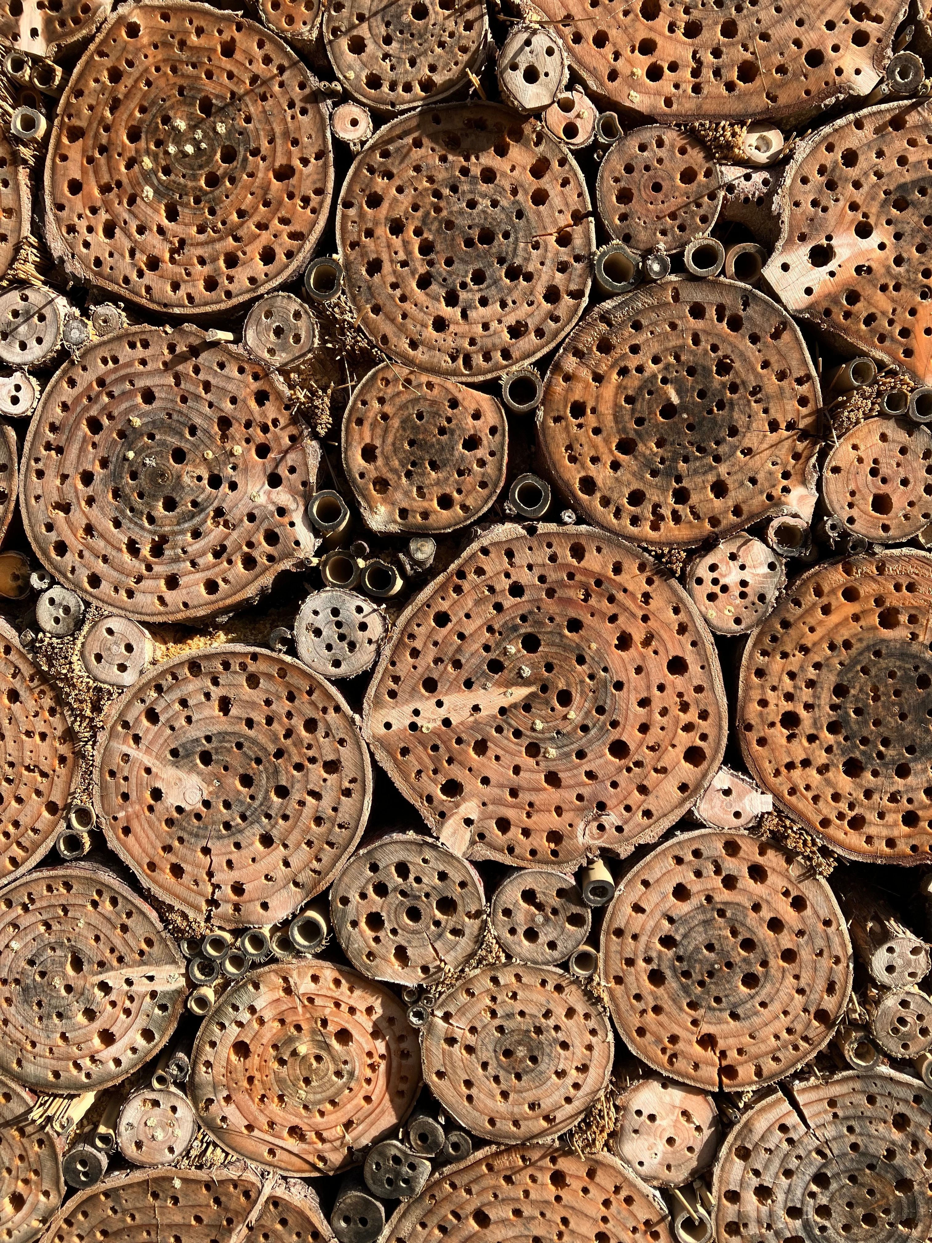 Stacked Bamboo Insect Houses for Solitary Bees · Free Stock Photo