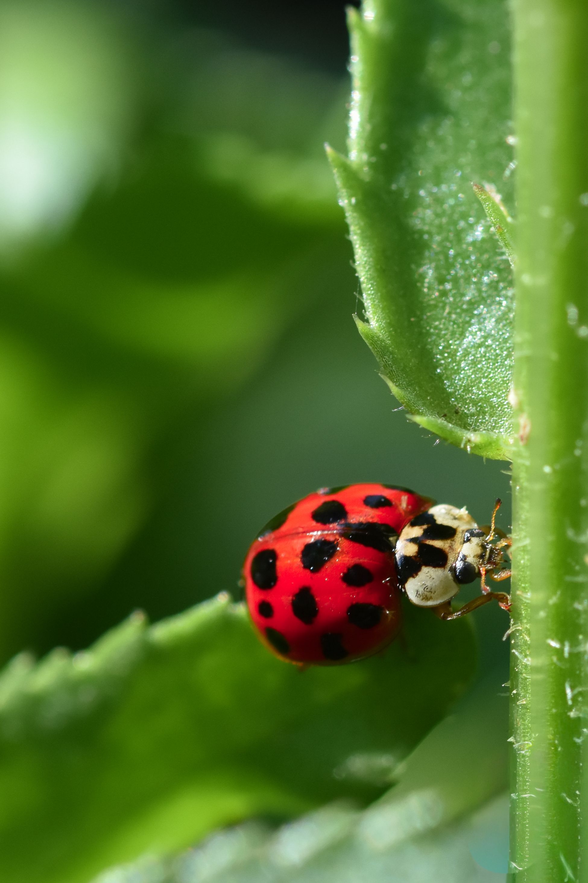 Lady Bug on a Green Plant · Free Stock Photo