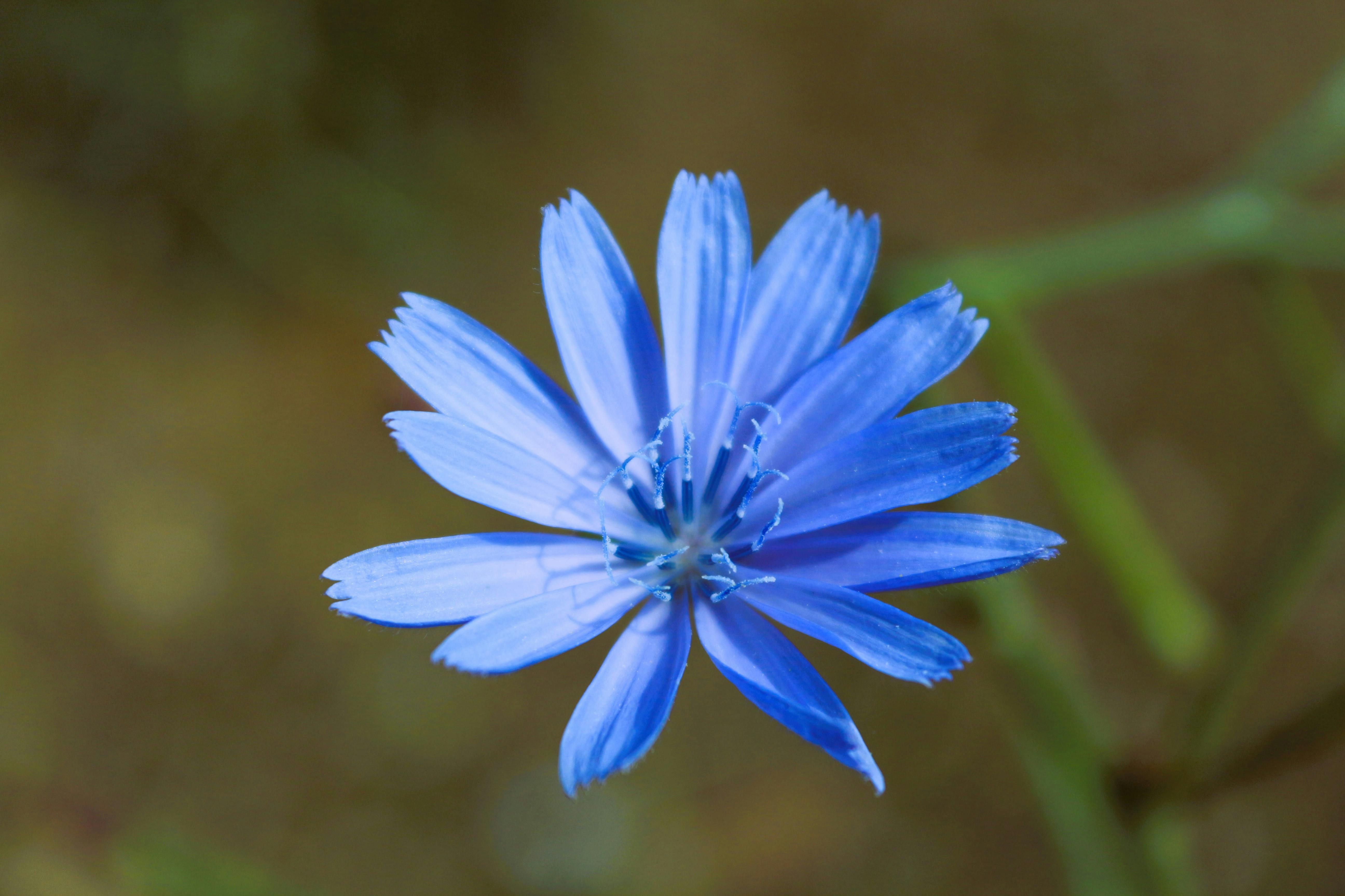 Fragrant Flower Blooms With Dignity Wallpaper Photos, Download The BEST ...