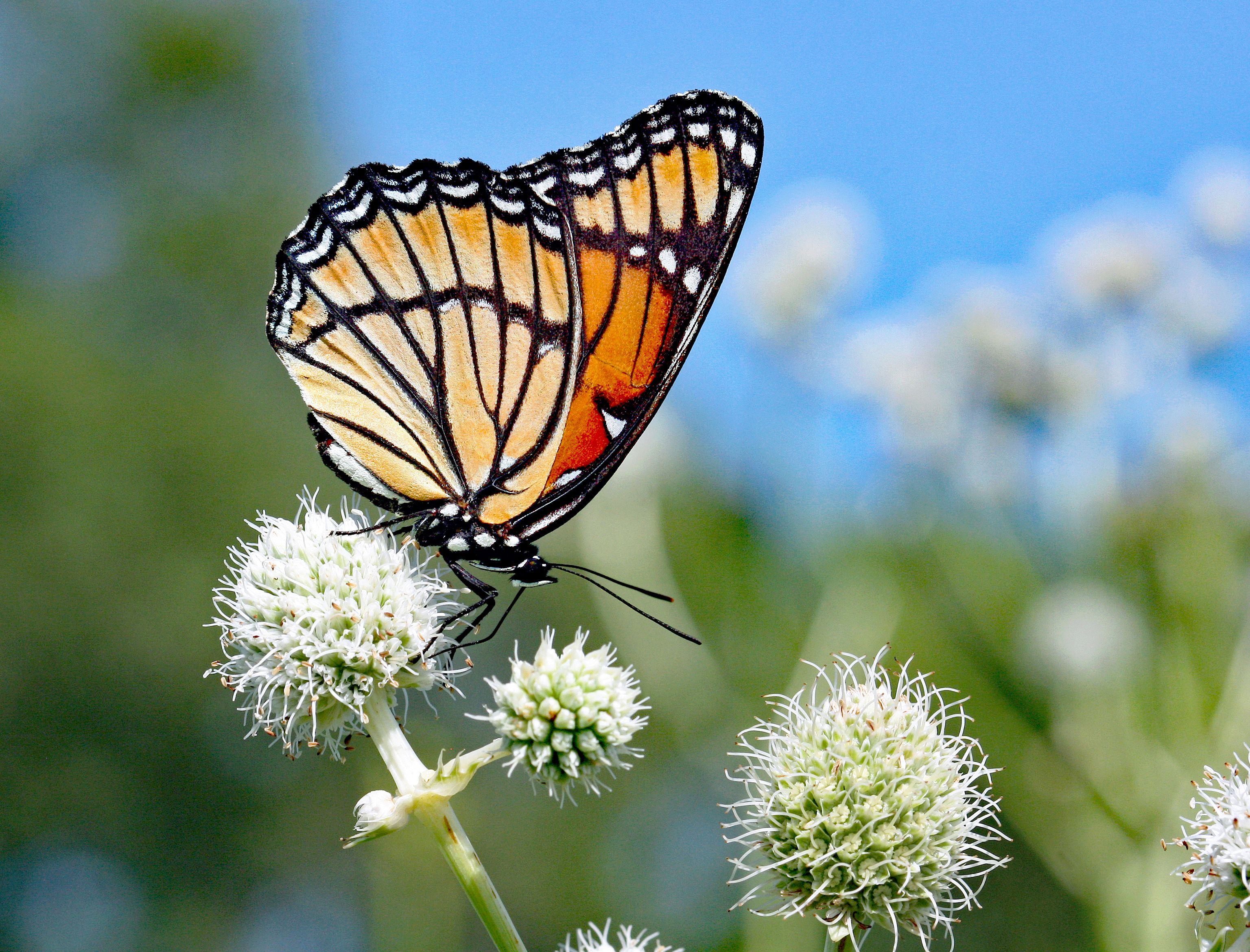 Close Up Photo of a Butterfly · Free Stock Photo