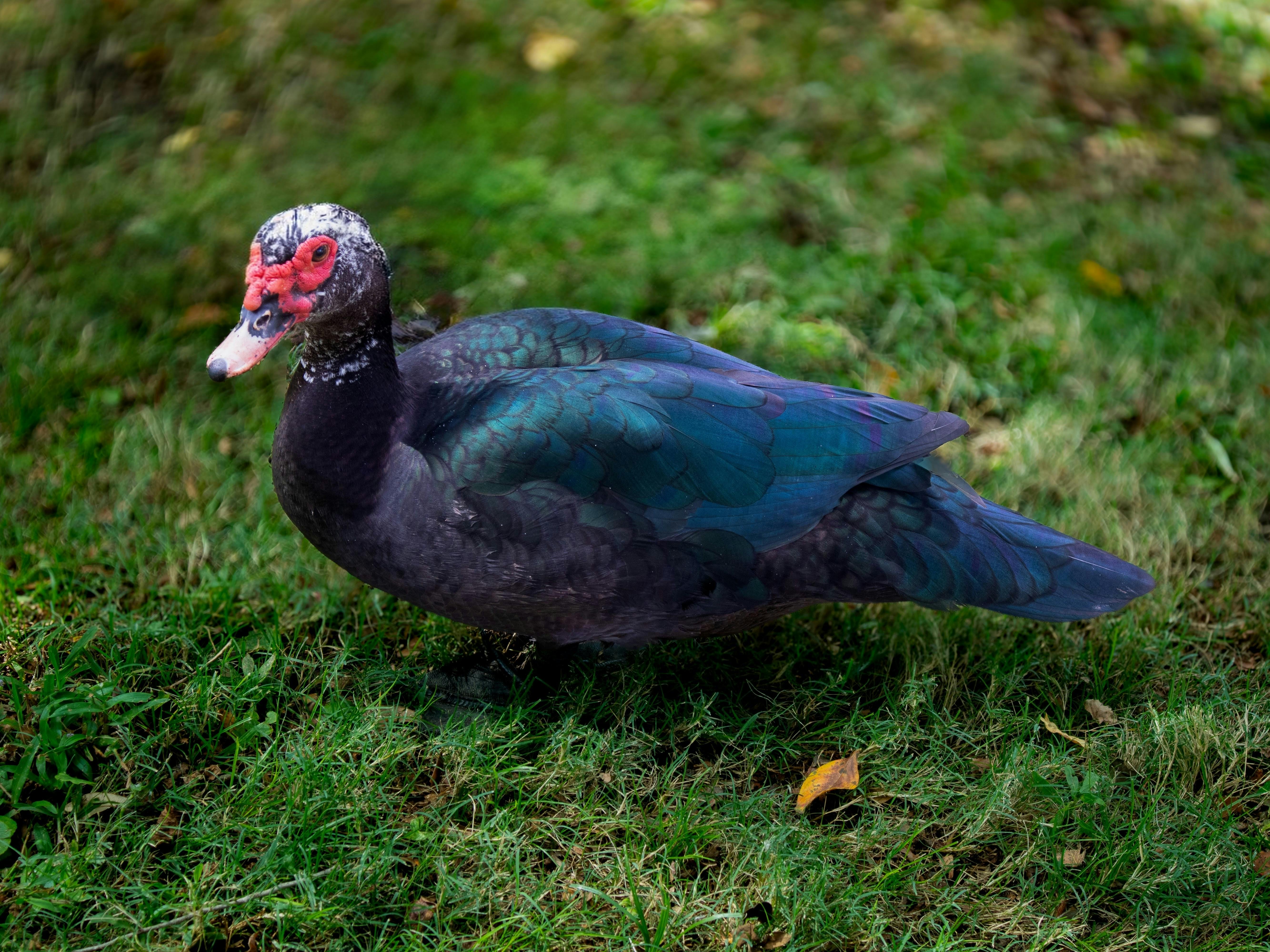 Therian Animals Photos, Download The BEST Free Therian Animals Stock ...