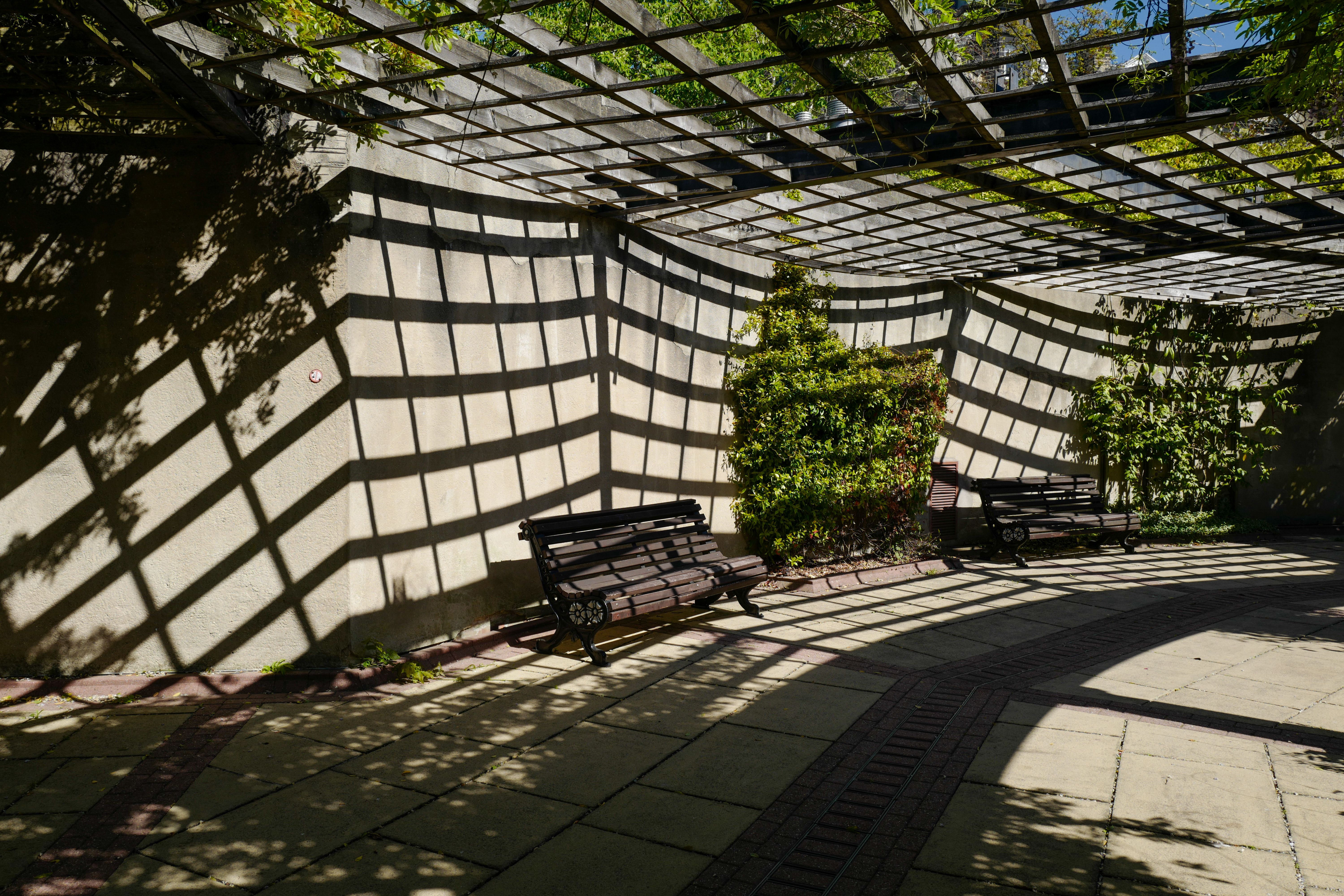 Artistic Shadows in Valley Gardens, England · Free Stock Photo