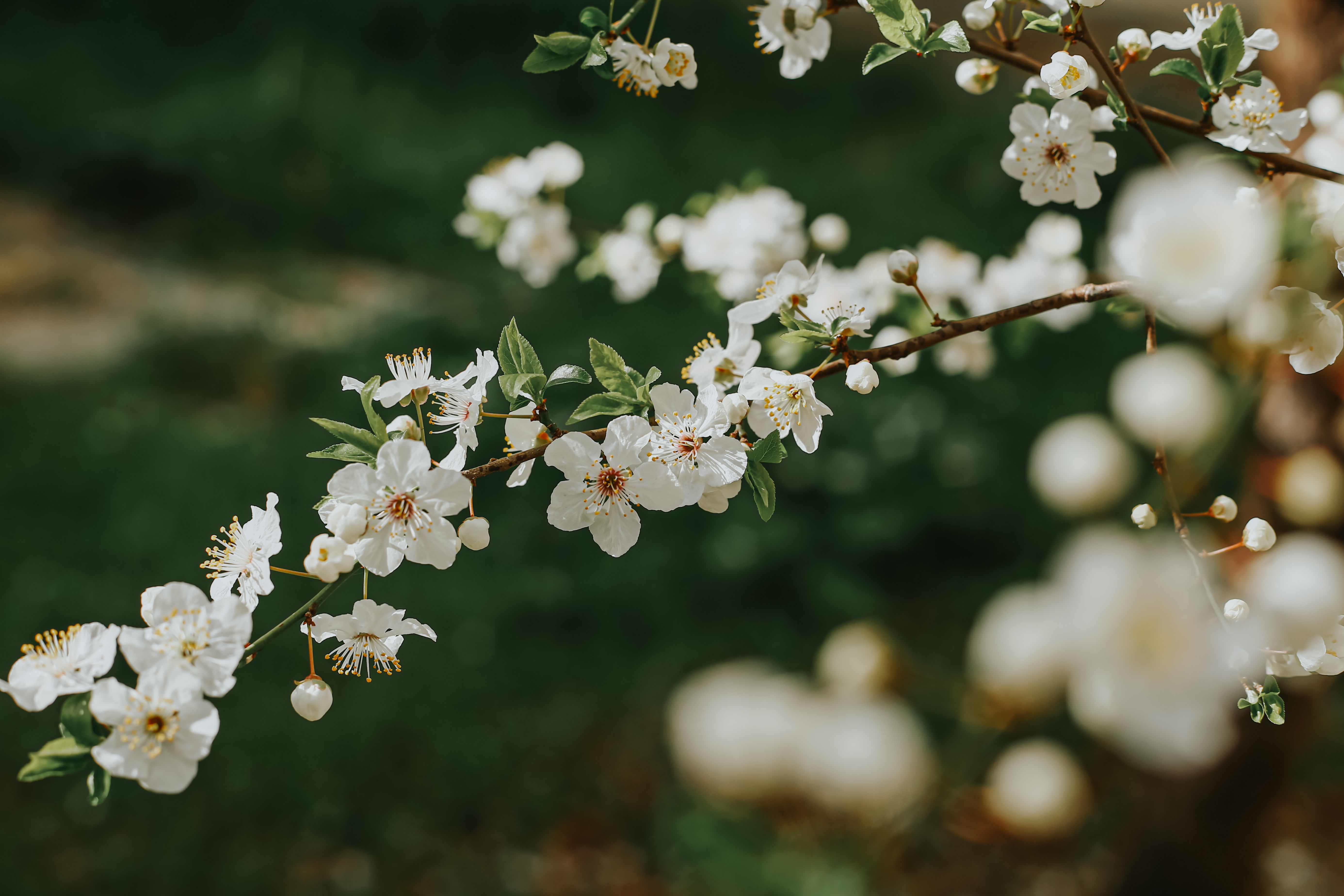 500.000+ Japan Blurred Background Bilder und Fotos · Kostenlos ...