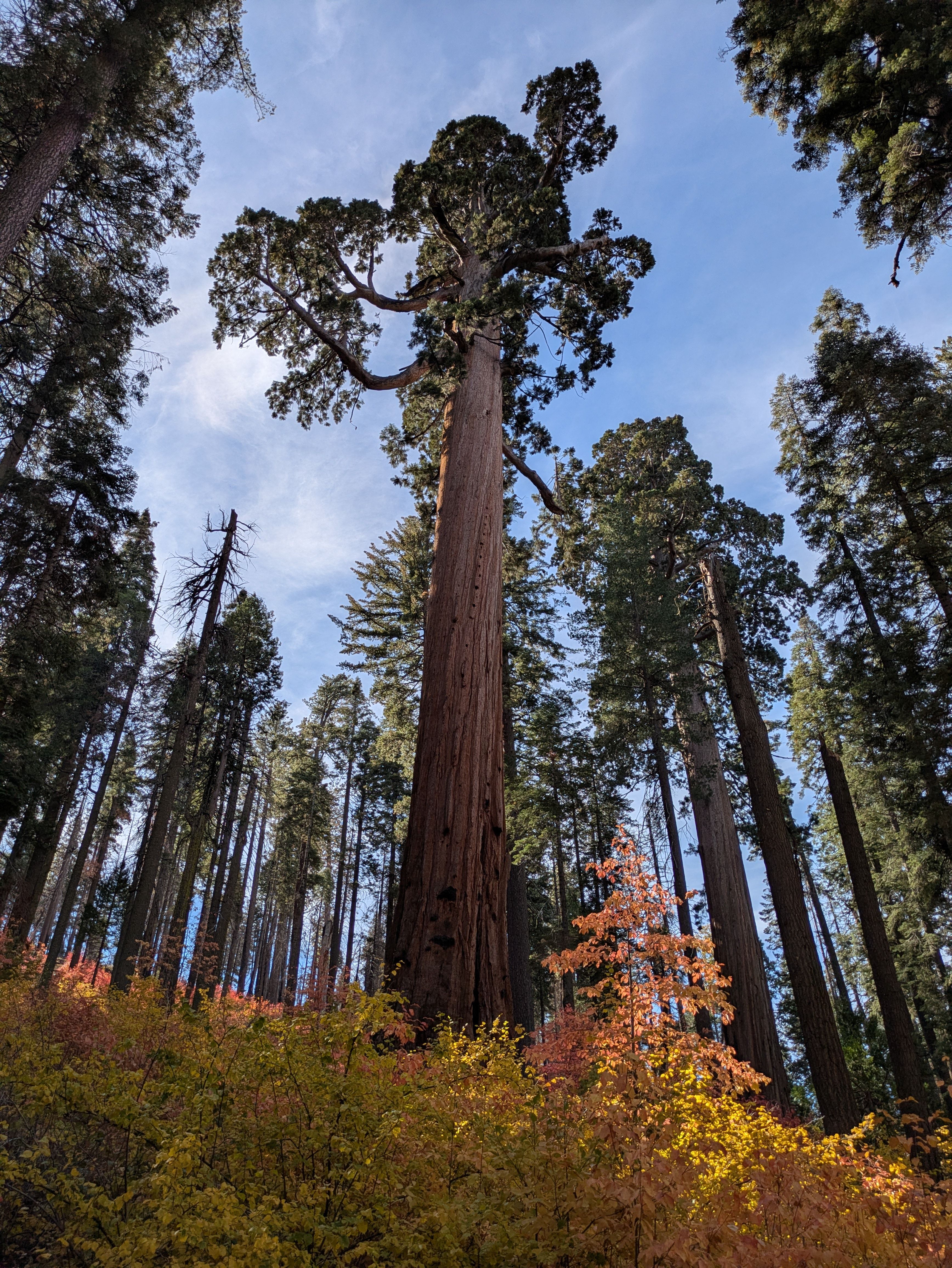 Sequoia Sempervirens Photos, Download The BEST Free Sequoia ...