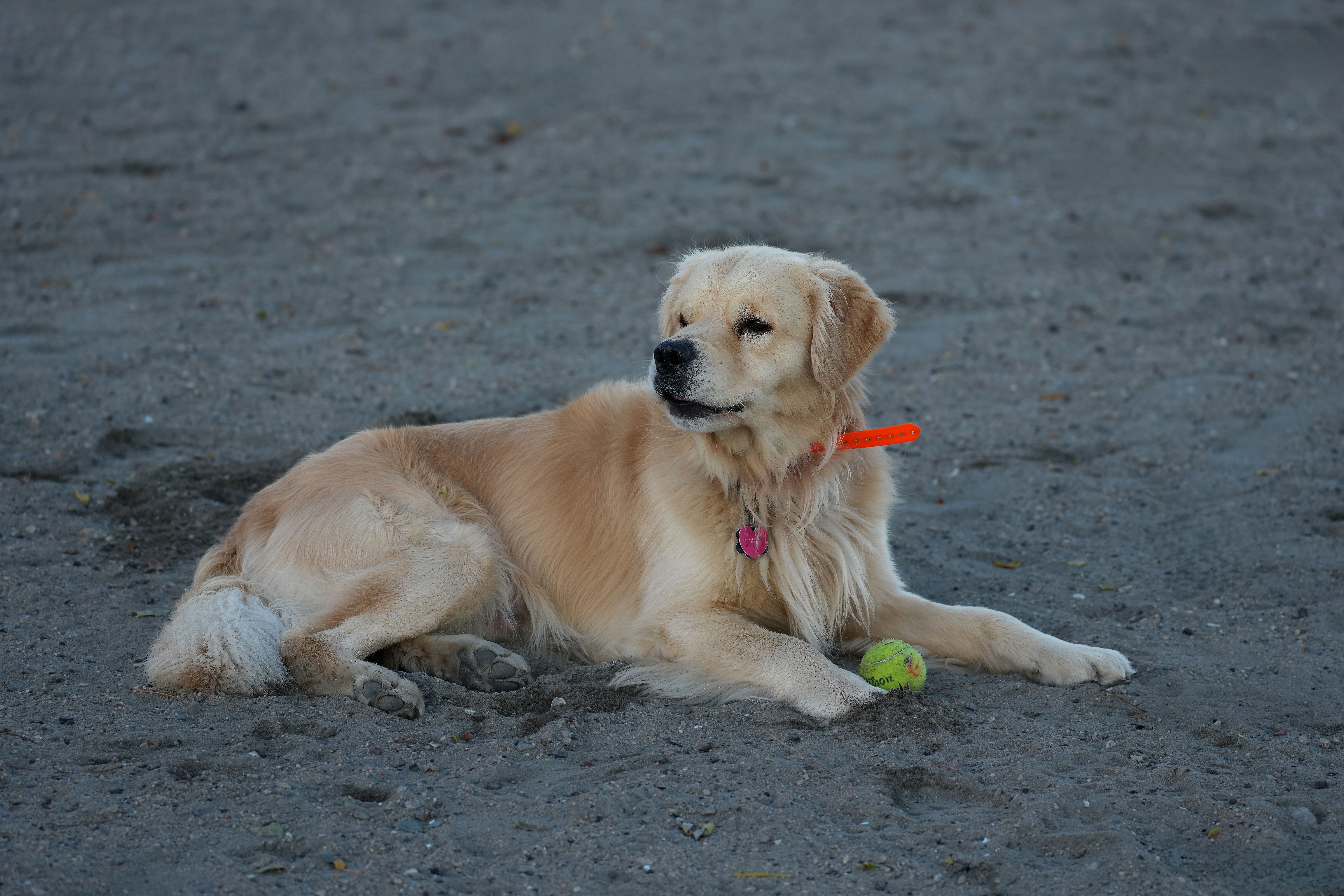 Golden Retriever Relaxing on Sandy Beach · Free Stock Photo