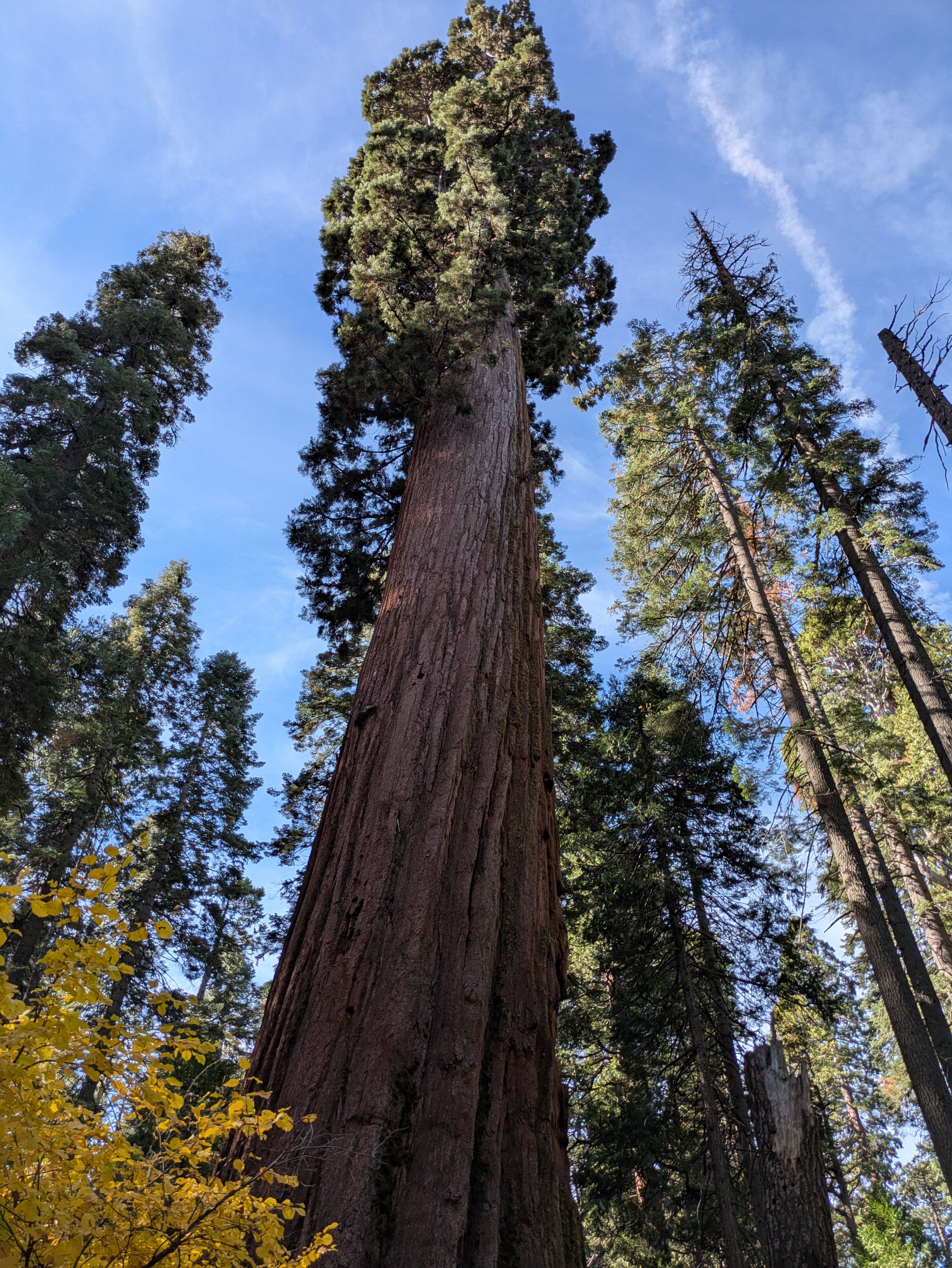 Group of Commemorative Trees · Free Stock Photo