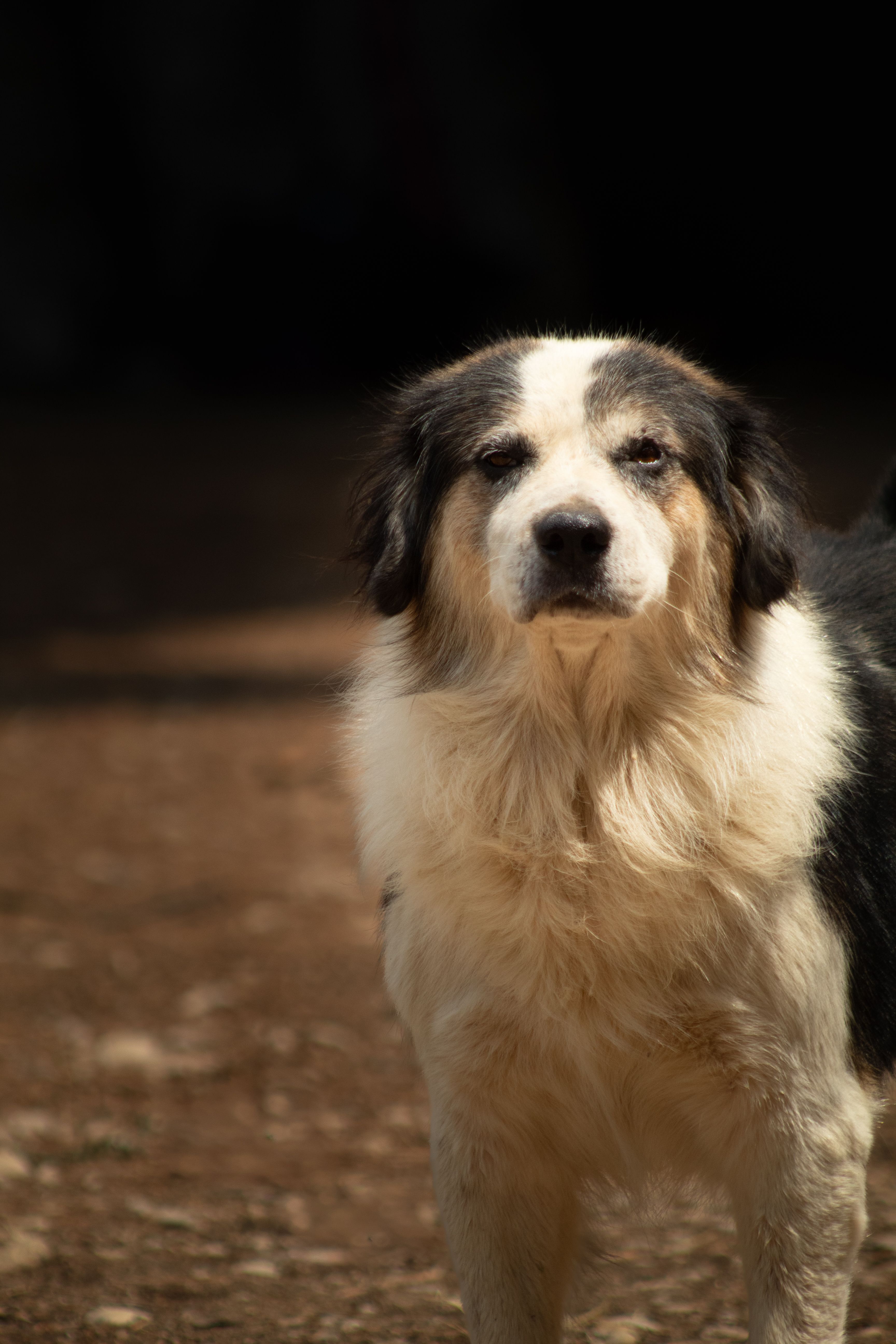 Loyal farm dog standing outdoors in Lebanon · Free Stock Photo