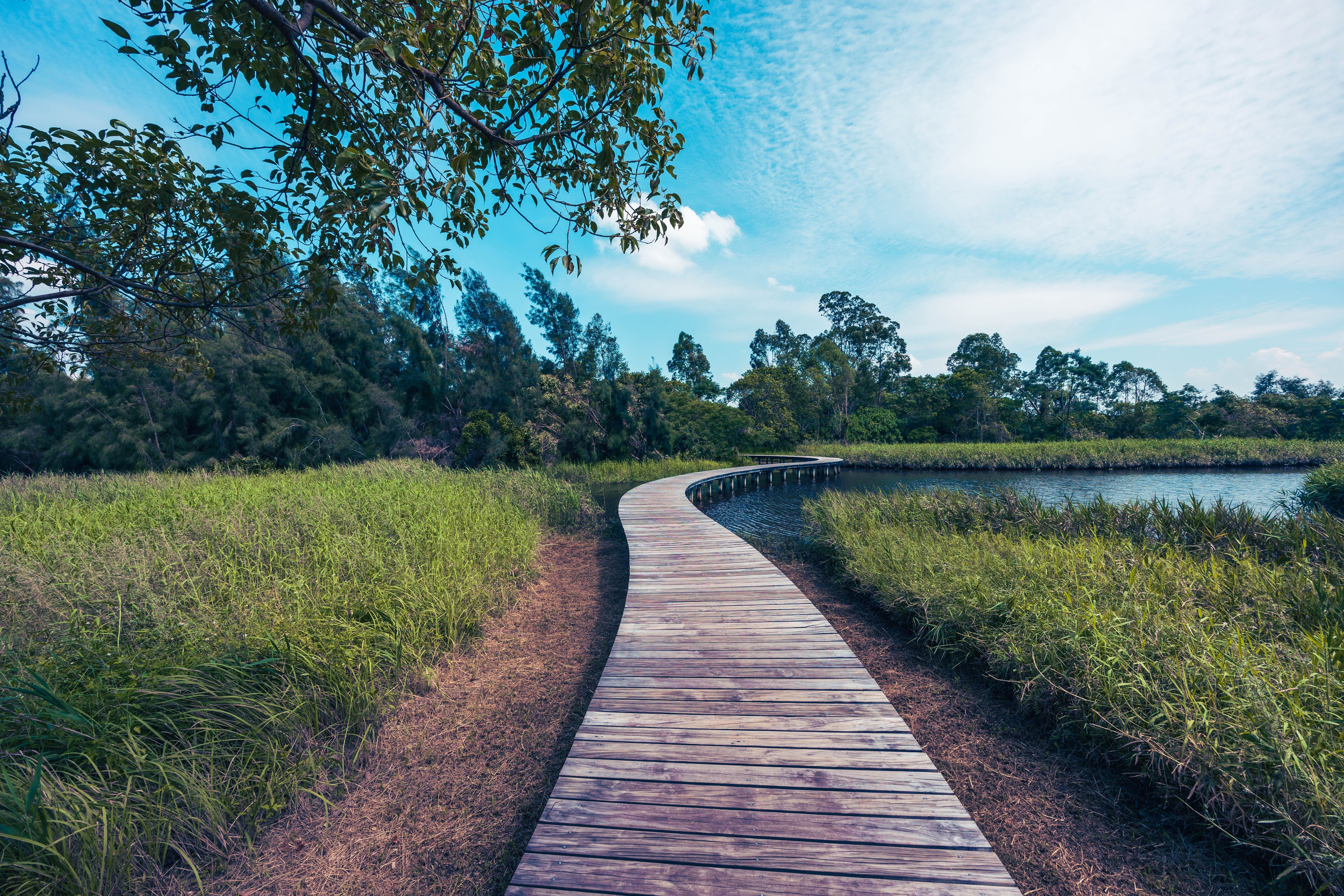 Scenic Wooden Pathway Through a Marshland · Free Stock Photo