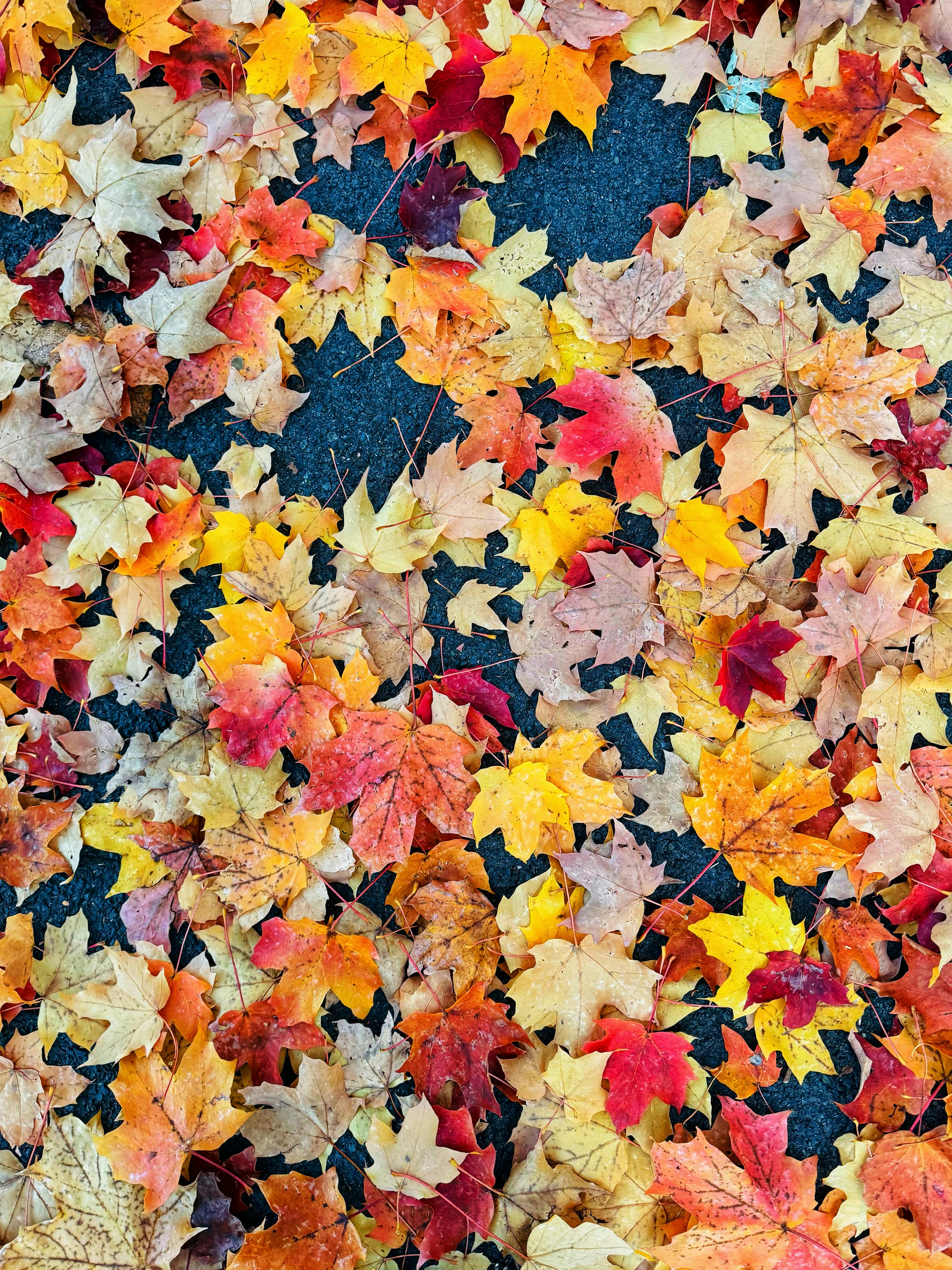 50.000+ Foto Wallpaper Linux Terbaik · Unduh Gratis 100% · Foto Stok Pexels